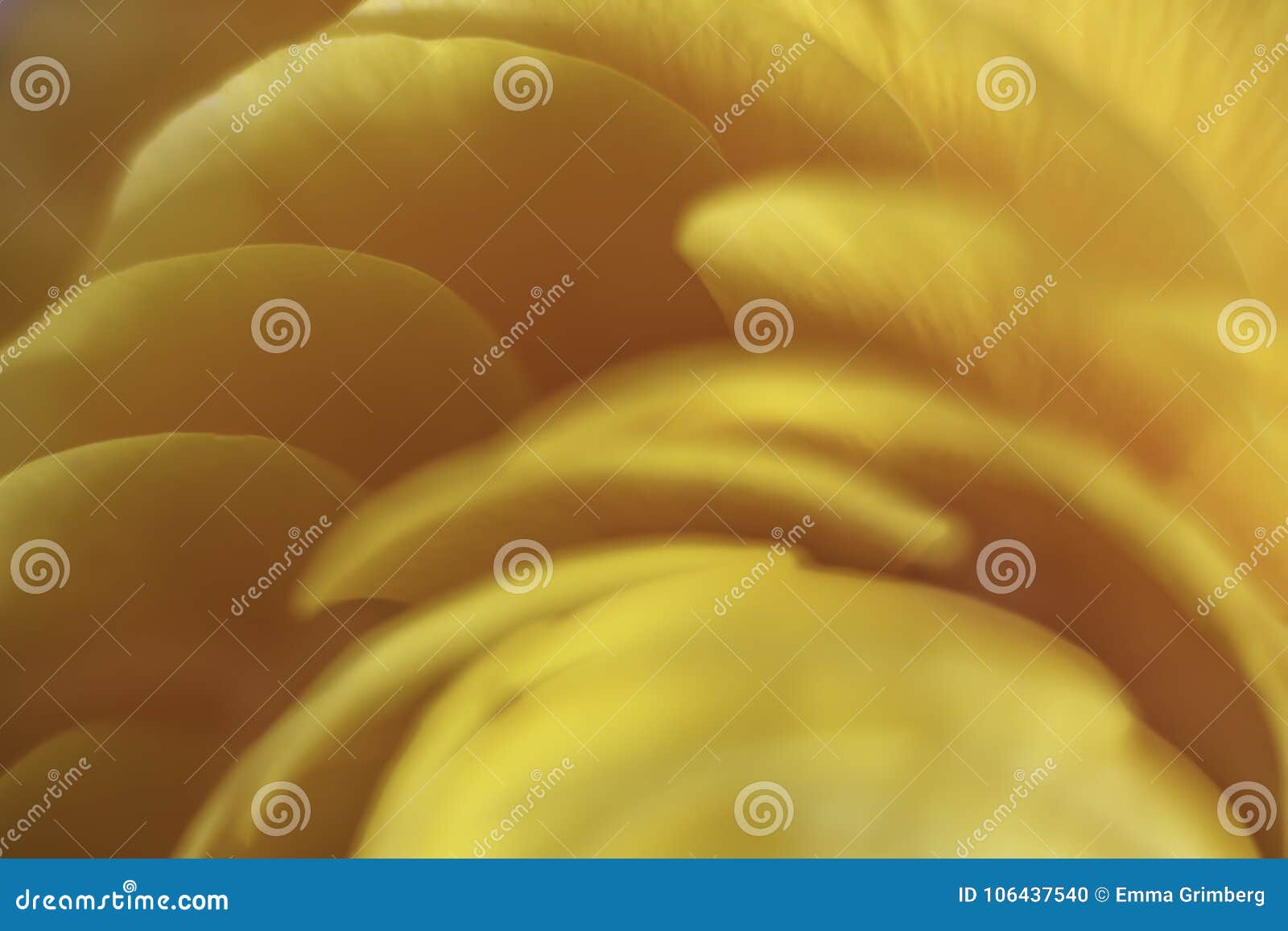 Yellow Floral Textured Background Stock Photo - Image of blossom ...