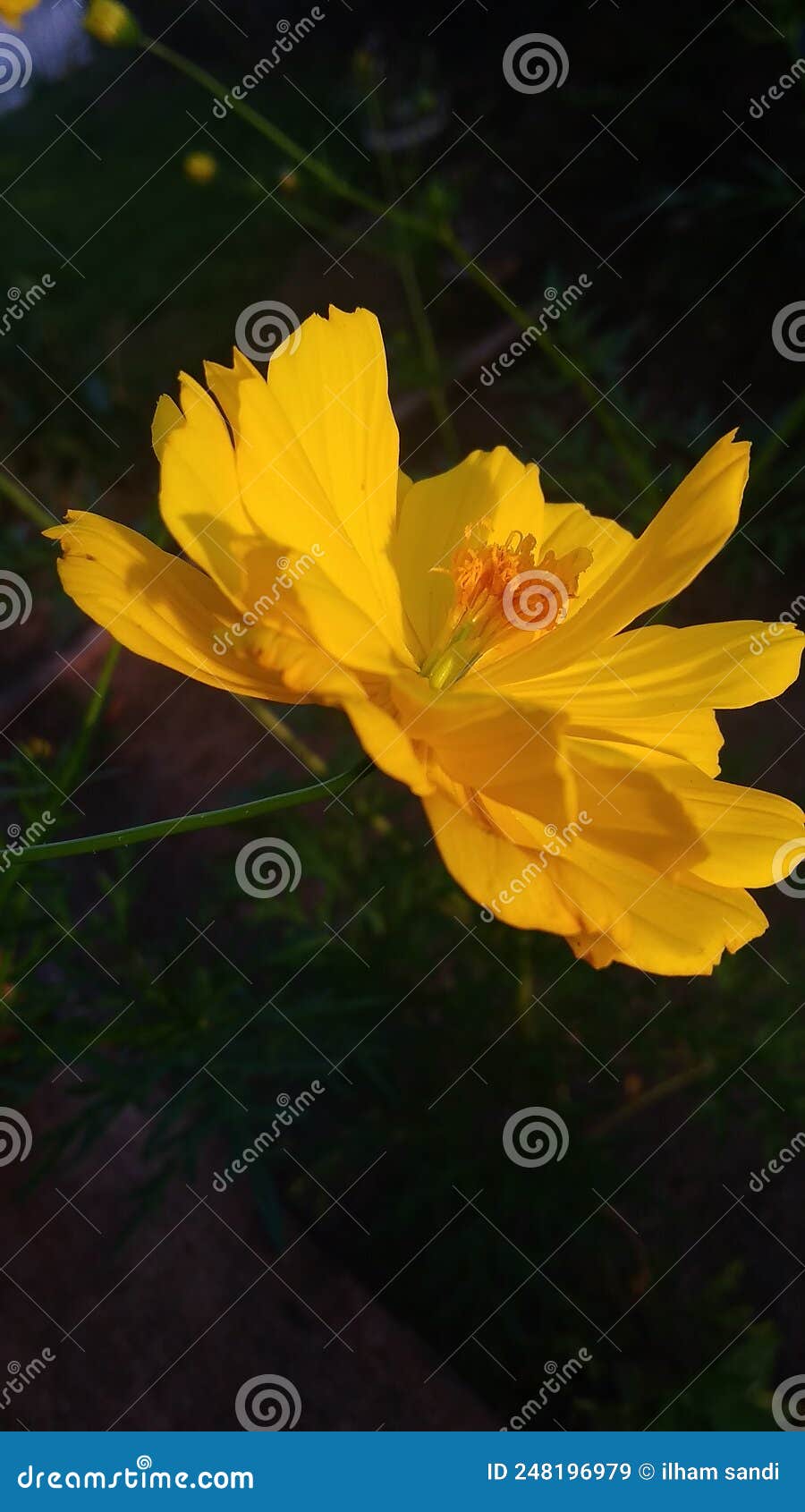 Yellowflow stock image. Image of blossom, plant, wildflower - 248196979
