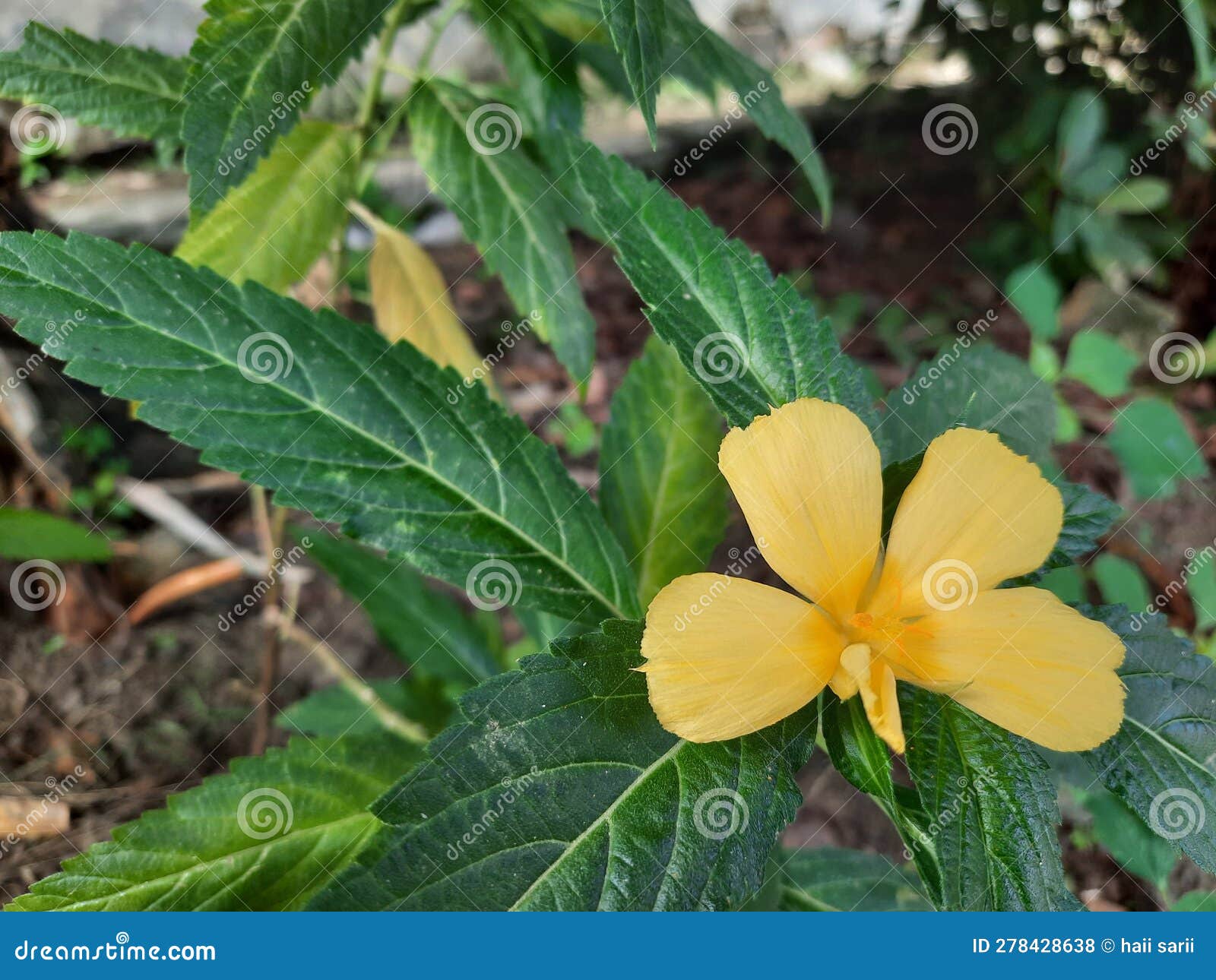 Yellow flowe green leaf stock photo. Image of flower - 278428638