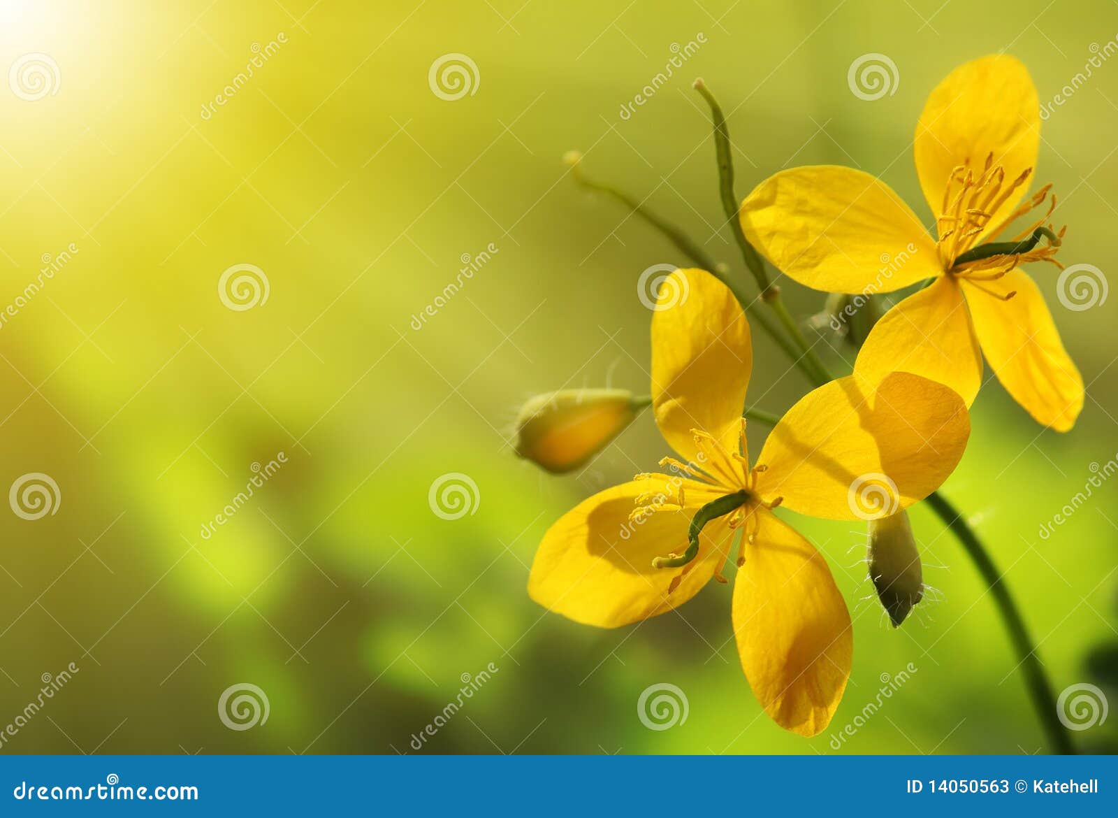 Yellow Flower stock image. Image of blossom, summer, bright - 14050563