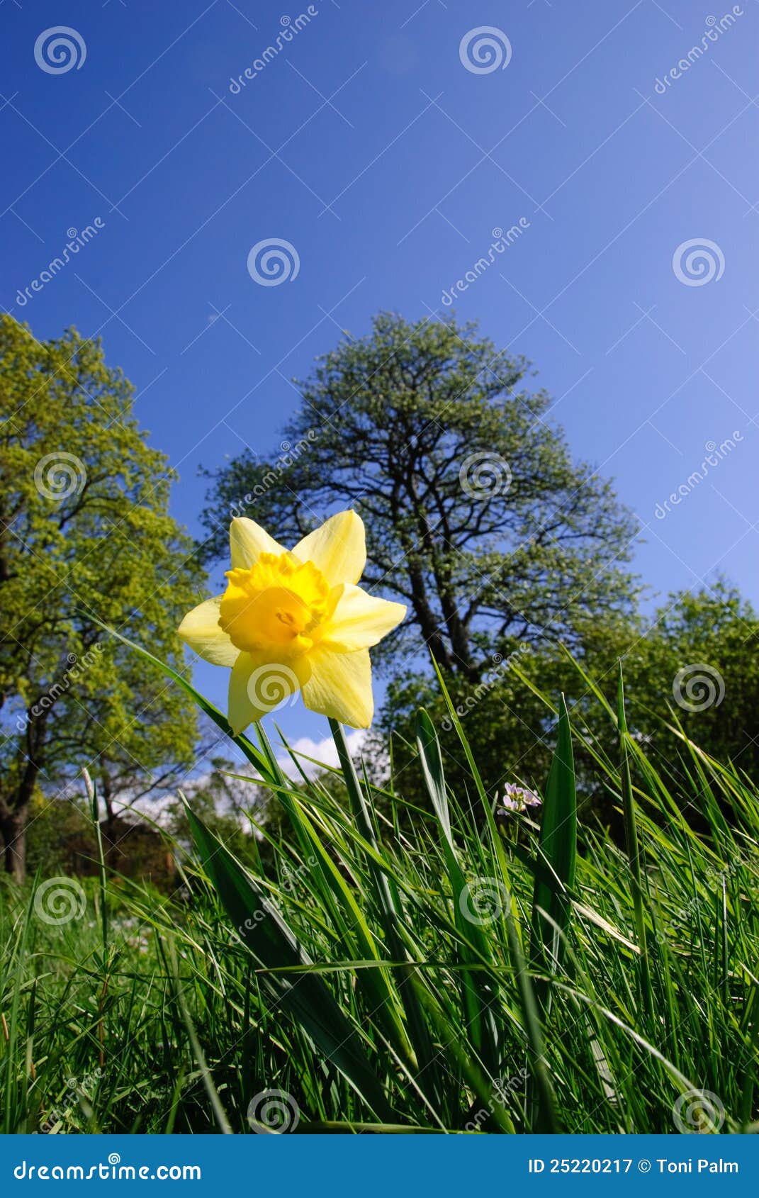 Yellow flower stock image. Image of point, view, yellow - 25220217