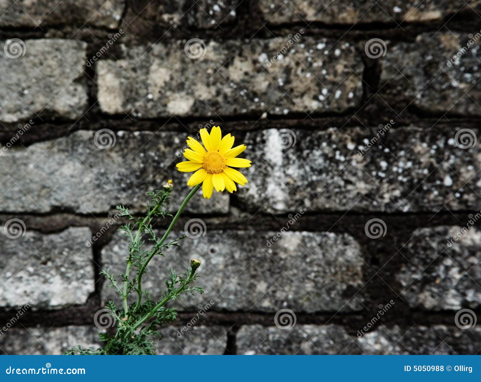 Ripped Yellow Wallpaper Flower Stock Photos - Free & Royalty-Free Stock ...