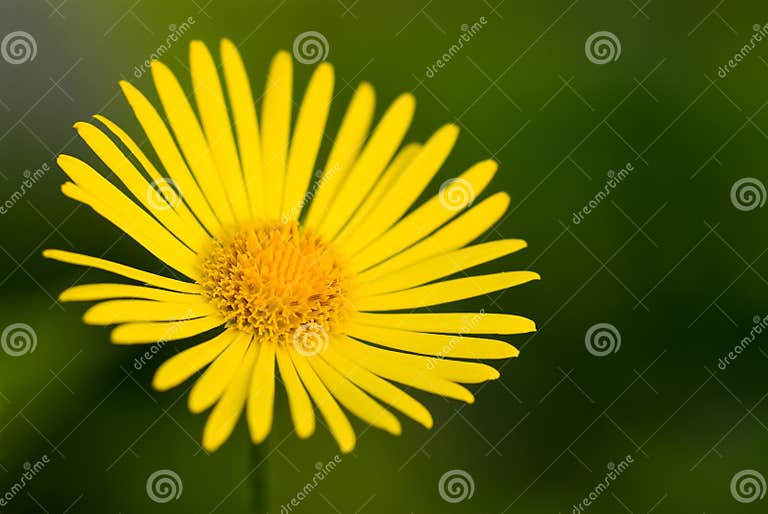 Yellow flower stock image. Image of perianth, stamen, stigma - 5360459