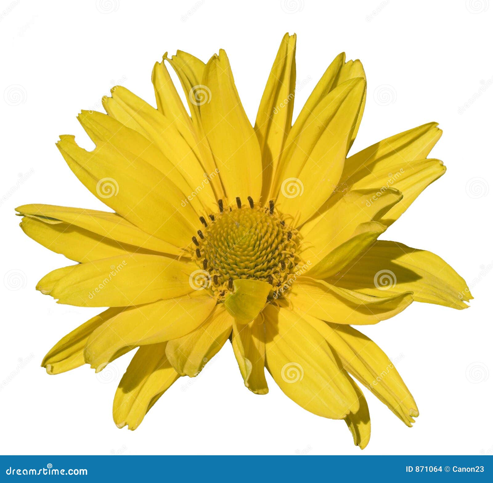 Yellow flower stock photo. Image of efflorescence, flora - 871064
