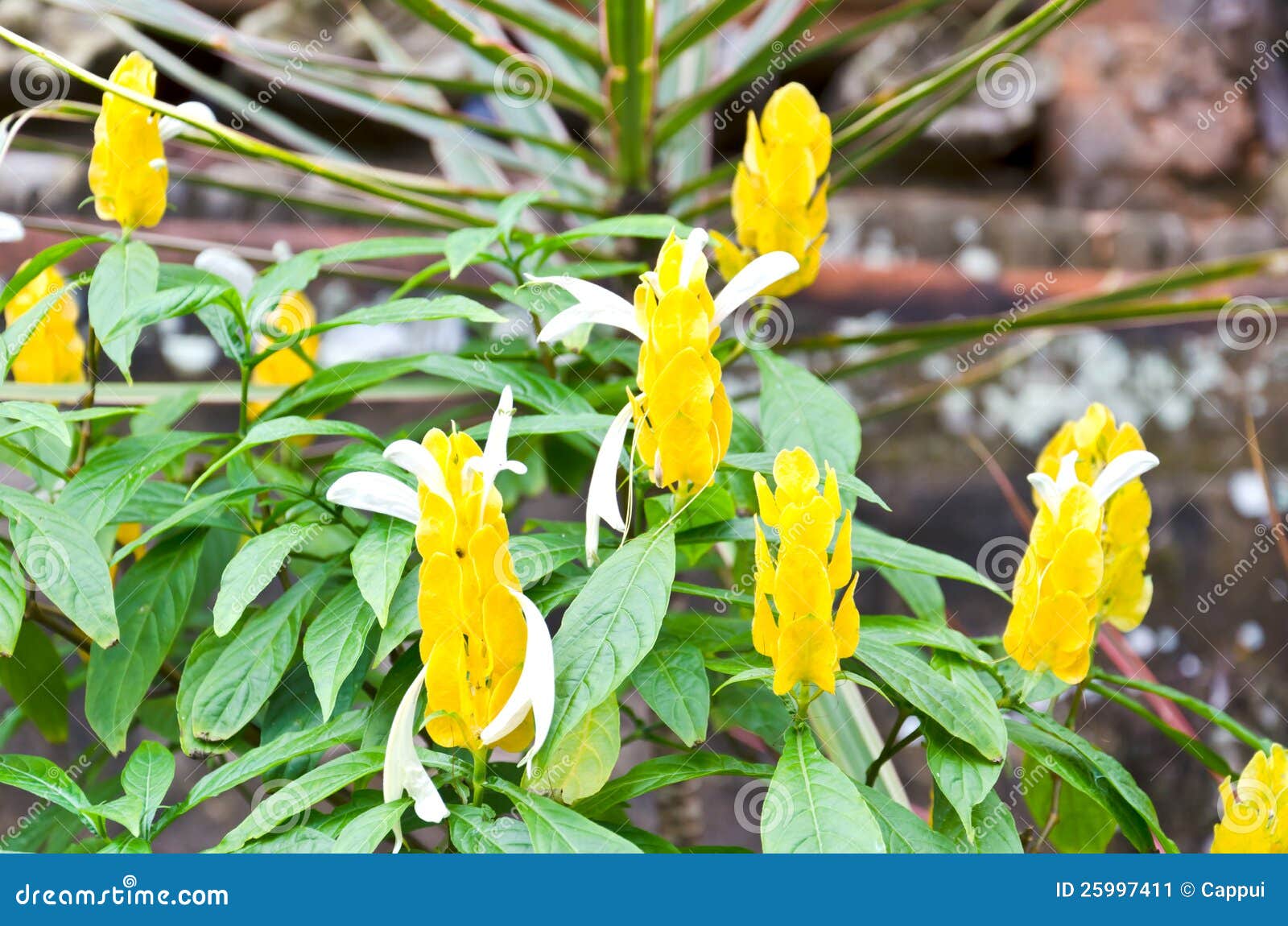 Yellow Flower Of Acanthaceae Royalty-Free Stock Photography ...