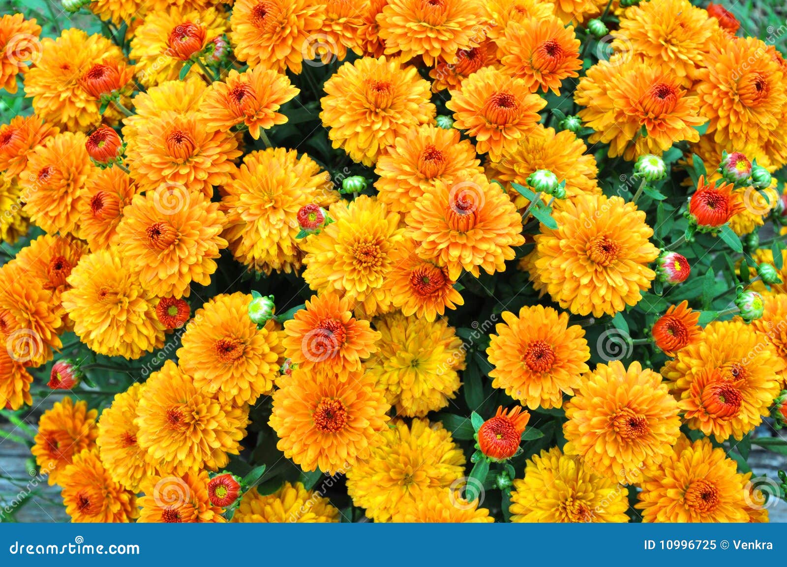 Yellow flower background stock image. Image of colorful - 10996725