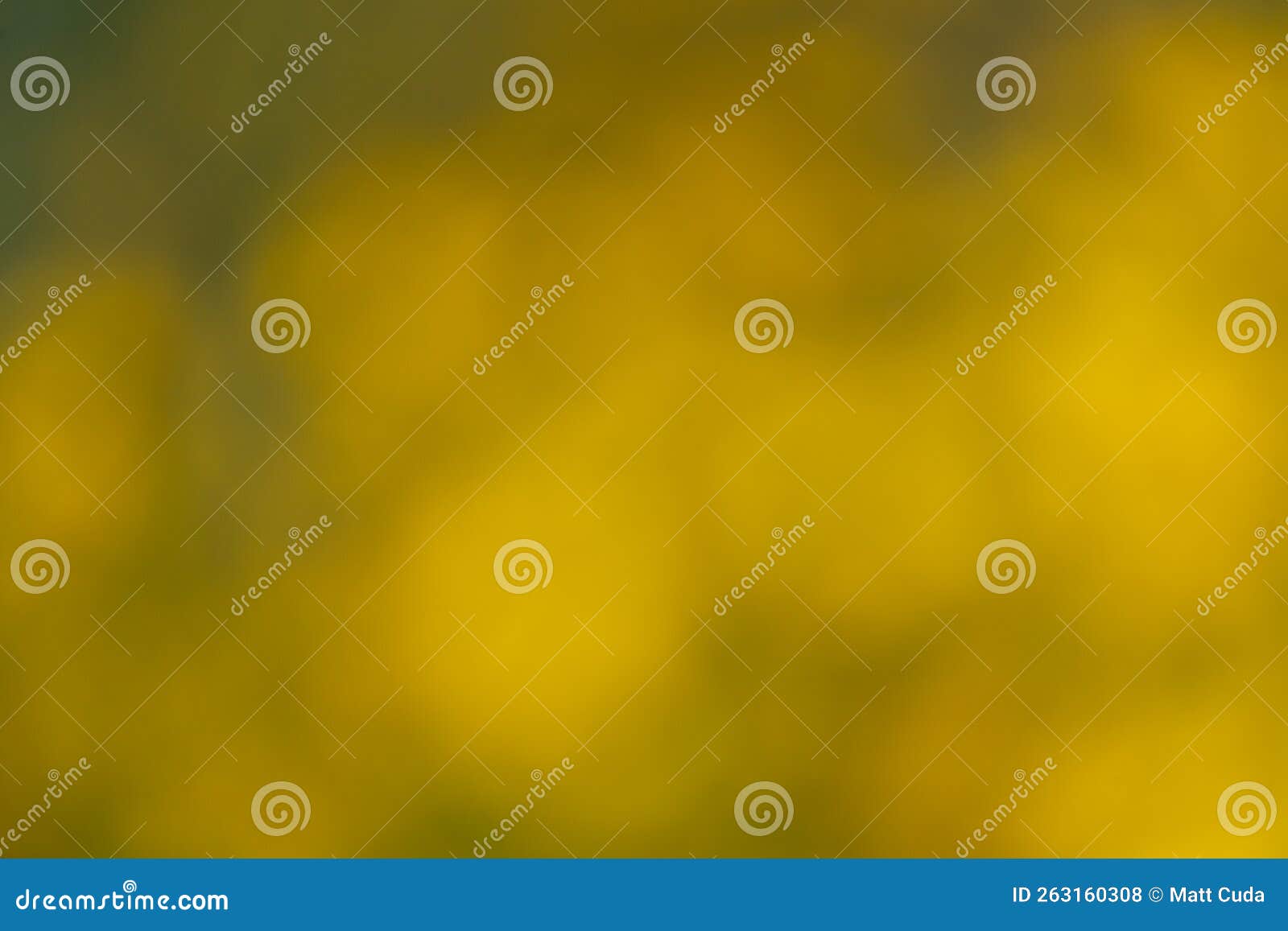 Yellow Flower Background stock photo. Image of flower - 263160308
