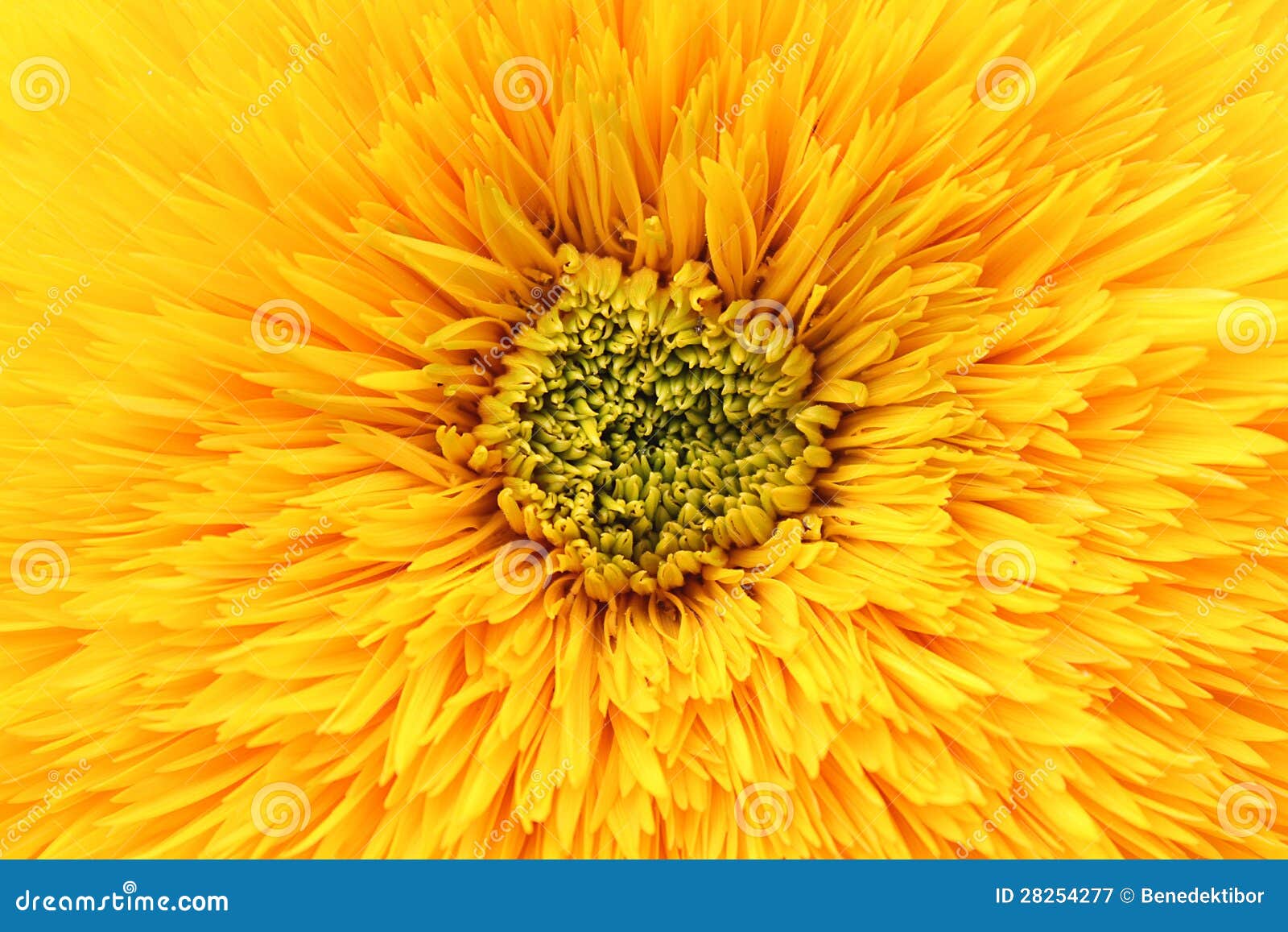 Yellow flower background stock image. Image of detail - 28254277