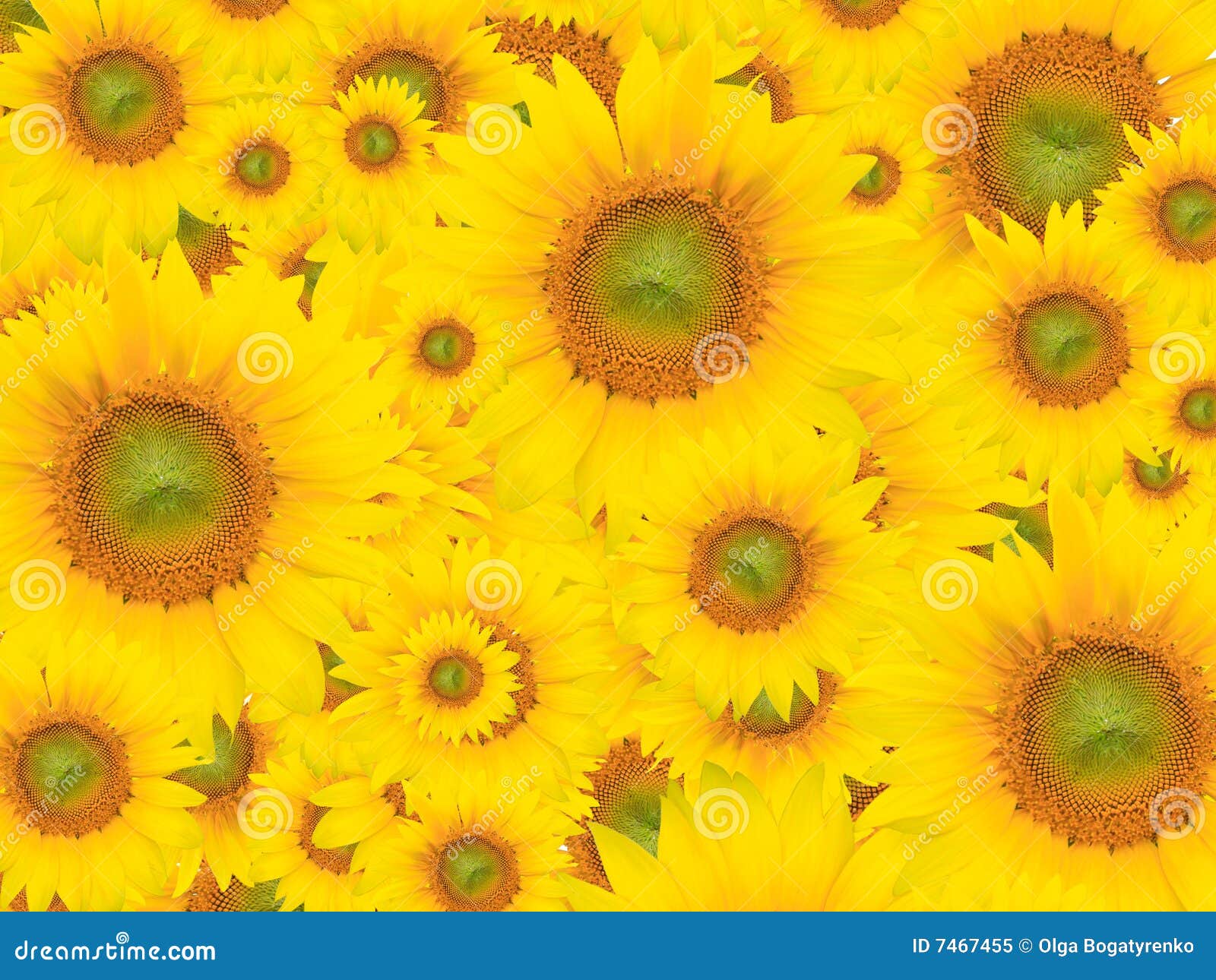 Yellow Flower Background, Summer or Spring Theme Stock Image - Image of ...