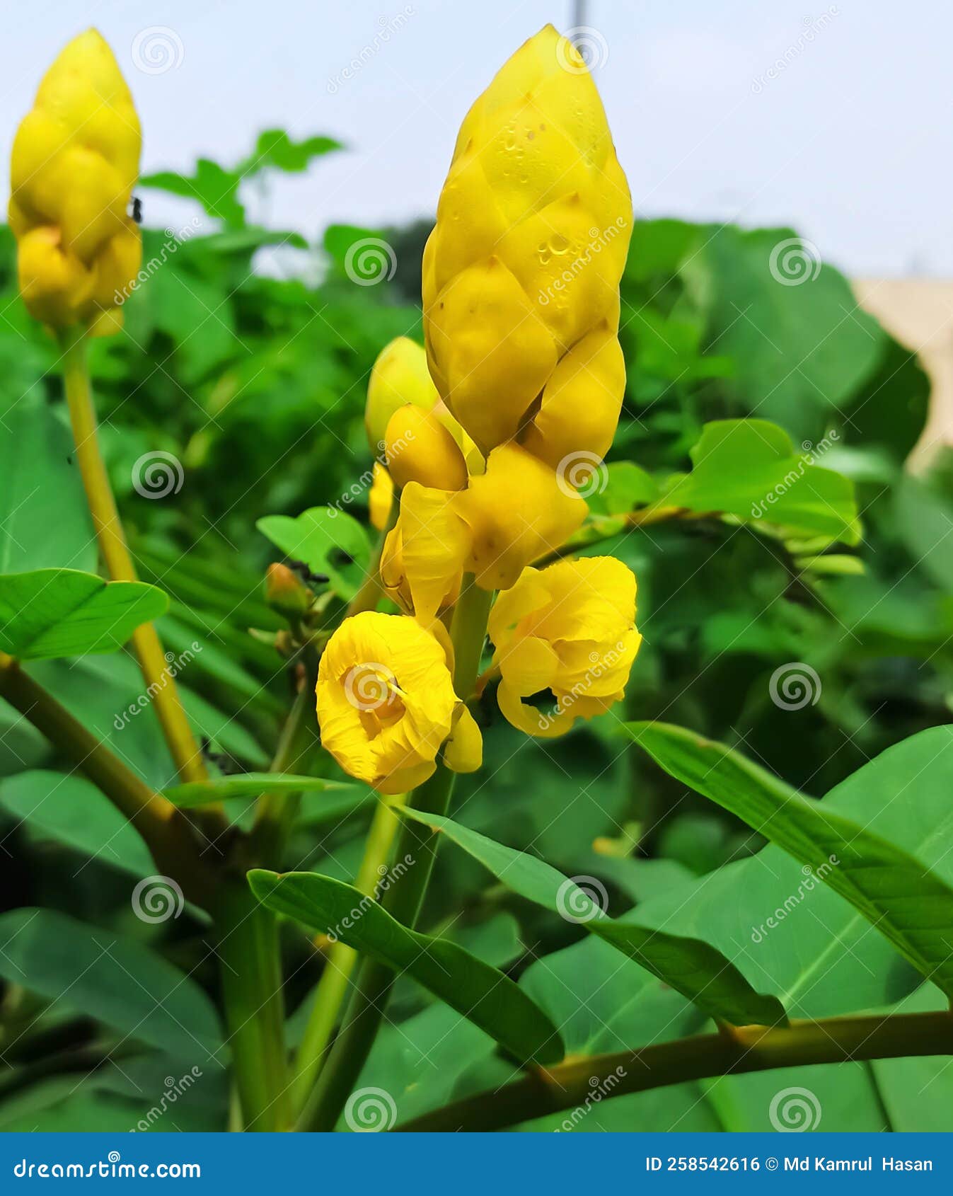 Beautiful Flower Calli Stock Photos - Free & Royalty-Free Stock Photos ...