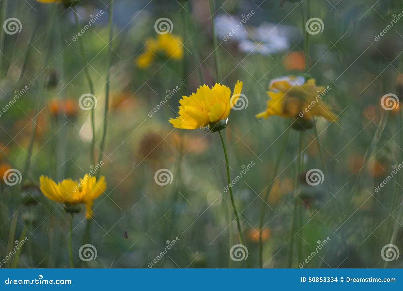 Yellow flower stock photo. Image of stalk, like, daisy - 80853334