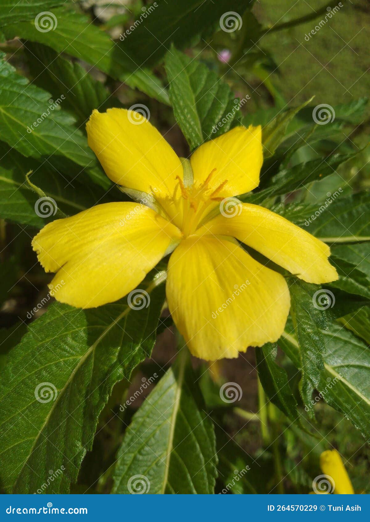Yellow Flower Beautiful on the Yard Stock Image - Image of beautiful ...