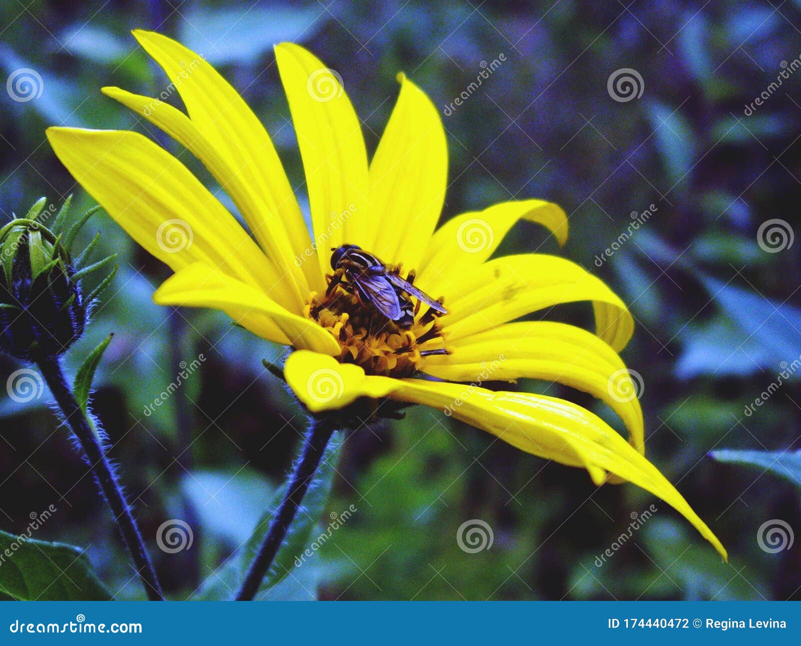 Yellow flower with bee stock photo. Image of yellow - 174440472