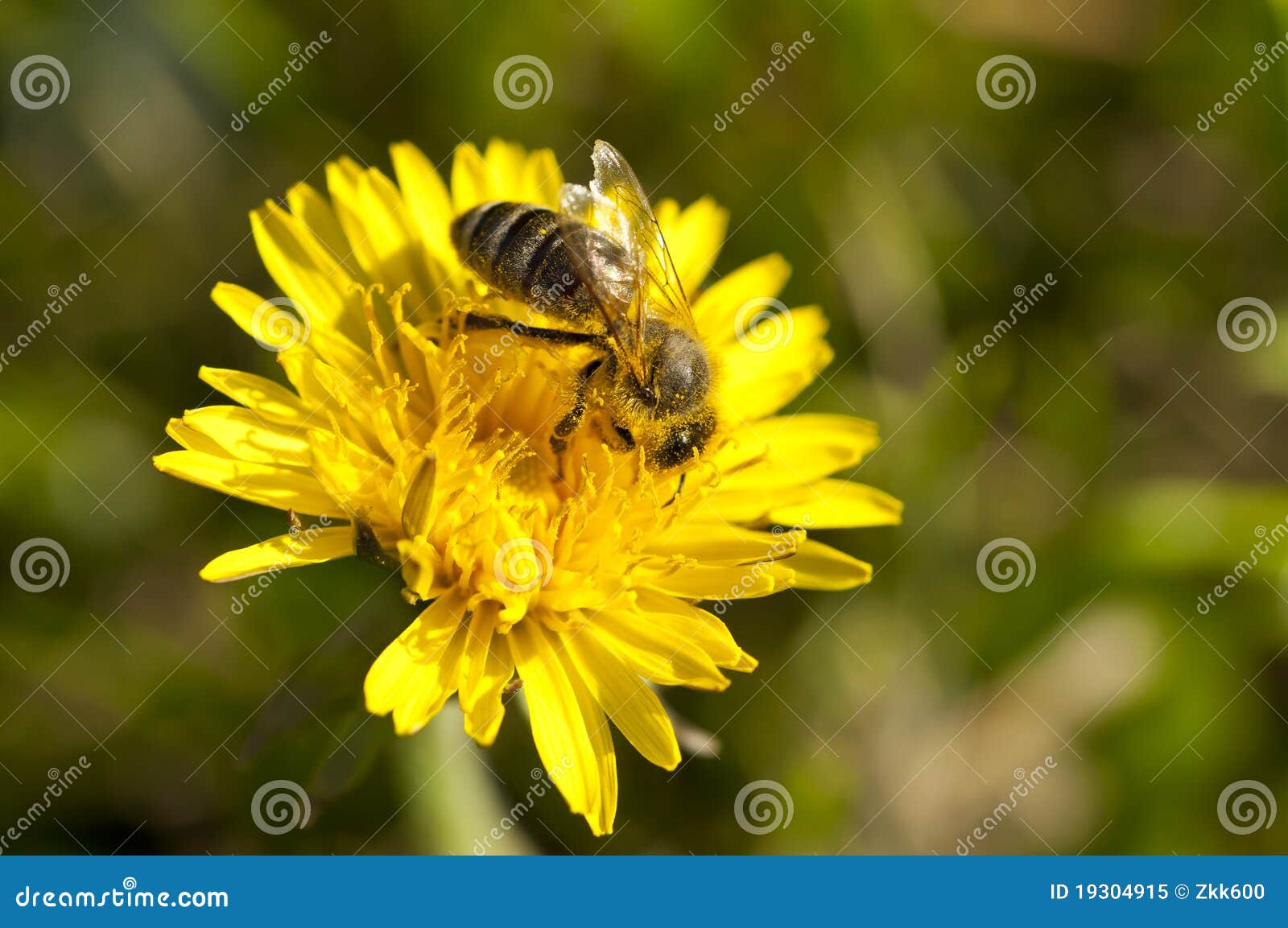 Yellow flower with bee stock image. Image of environment - 19304915