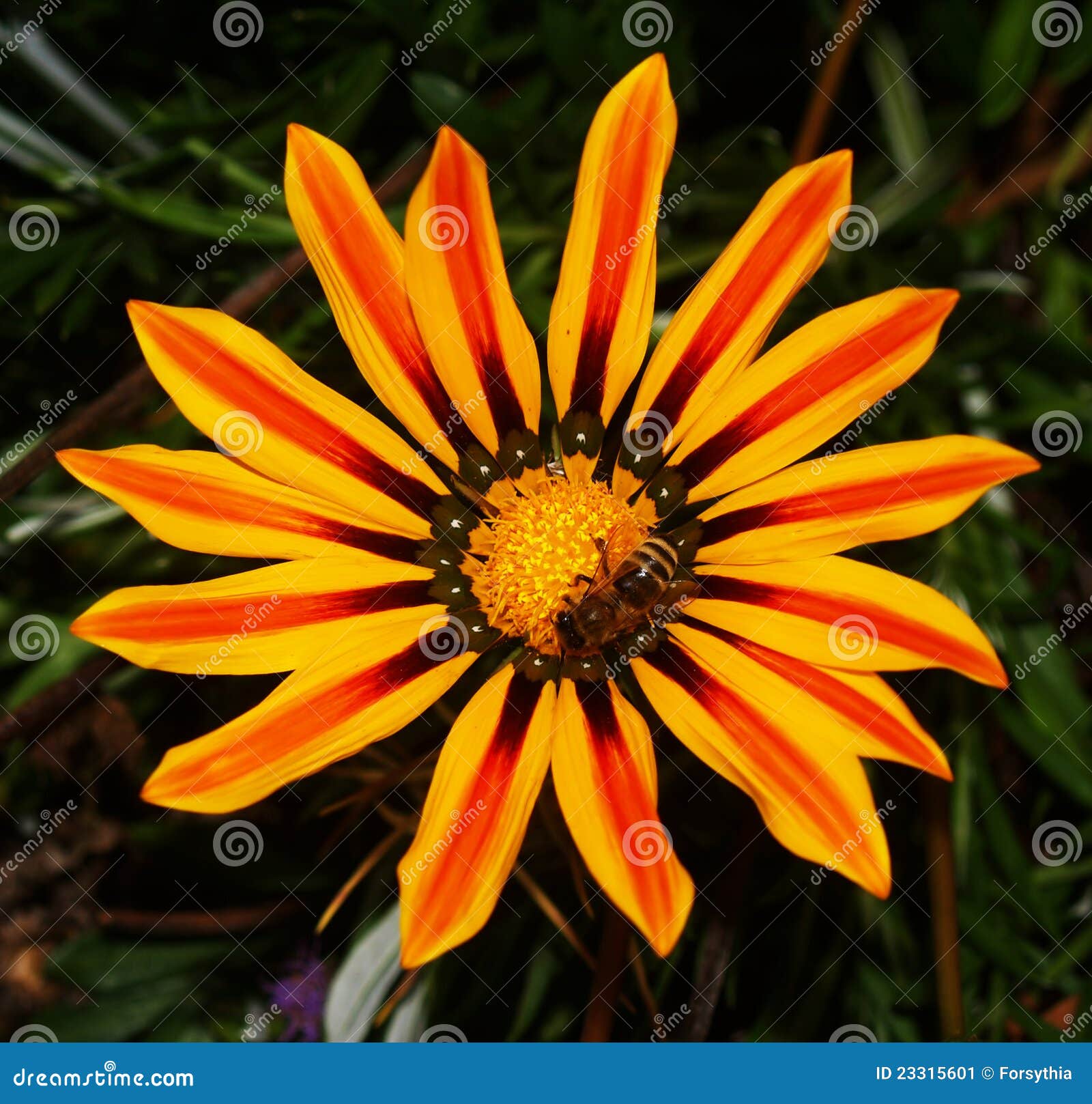 Yellow flower with a bee stock image. Image of gazania - 23315601