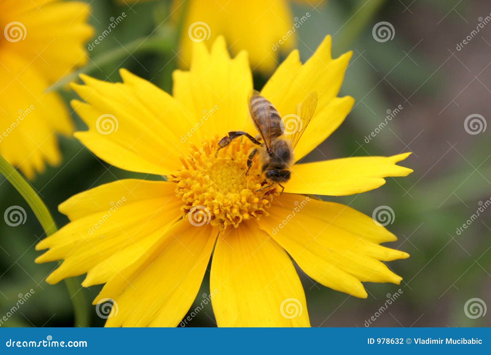 Yellow flower and bee stock photo. Image of environment - 978632