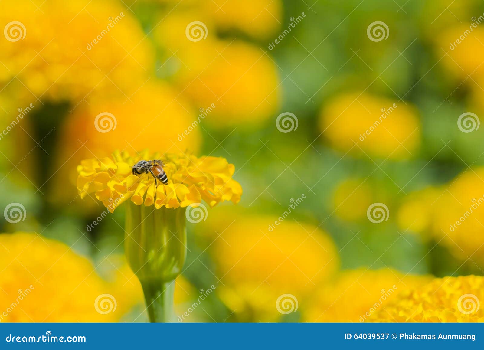 Yellow flower with bee stock image. Image of young, season - 64039537