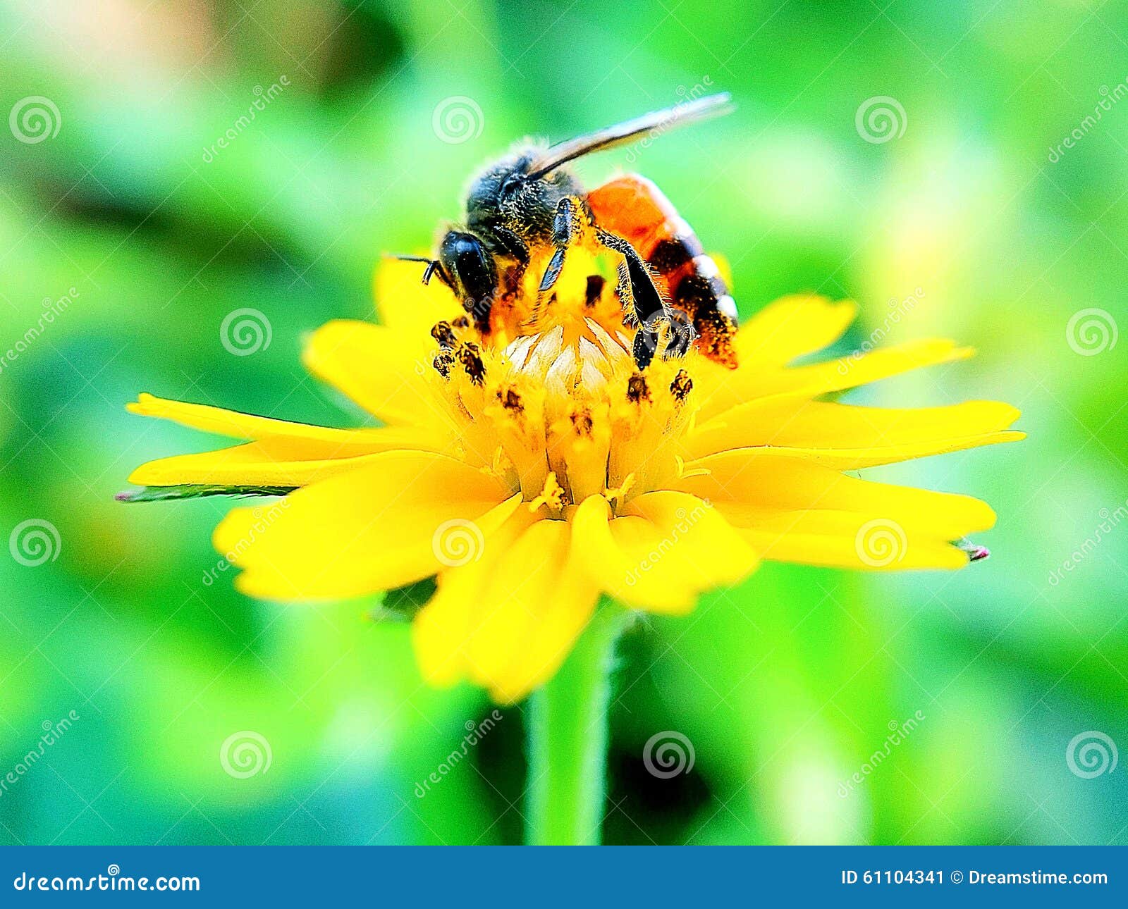 Yellow flower stock image. Image of yellow, sweet, flower - 61104341