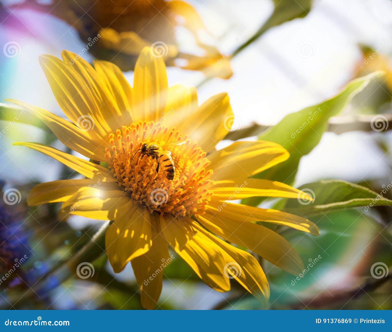 Yellow Flower and Bee stock image. Image of extinction - 91376869