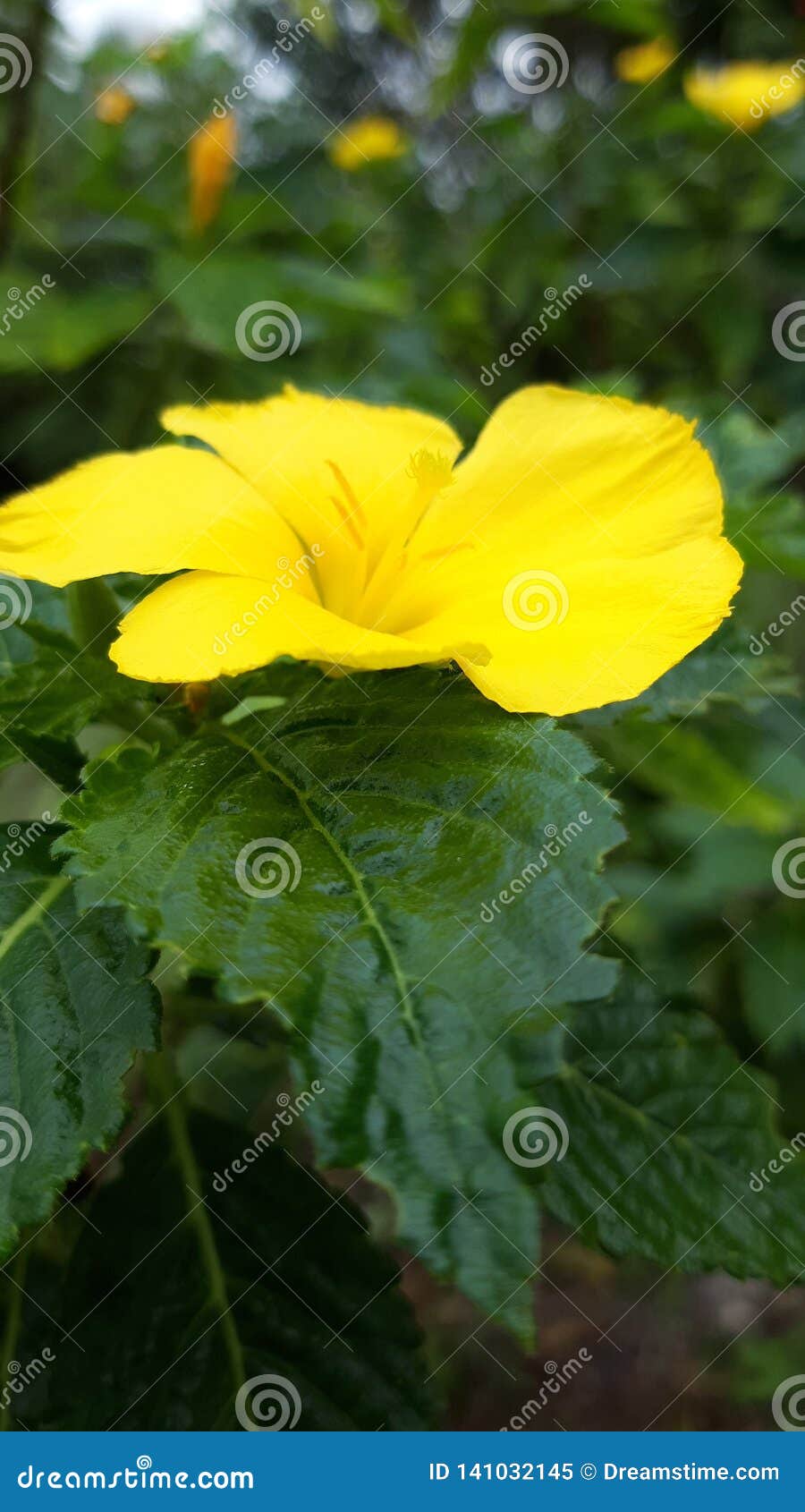 Yellow flower in bloom stock image. Image of bloom, yellow - 141032145