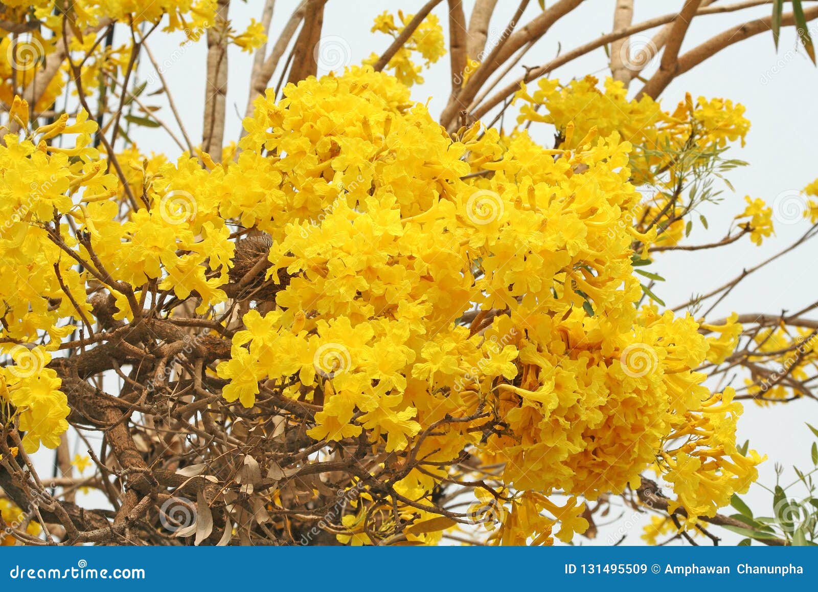 Yellow Flower Blooming,Golden Tree Stock Image - Image of floral ...