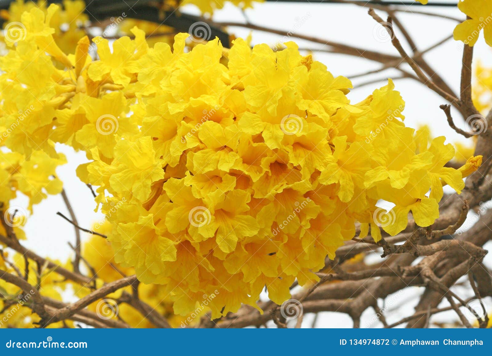 Yellow Flower Blooming,Golden Tree or Tallow Pui Stock Photo - Image of ...