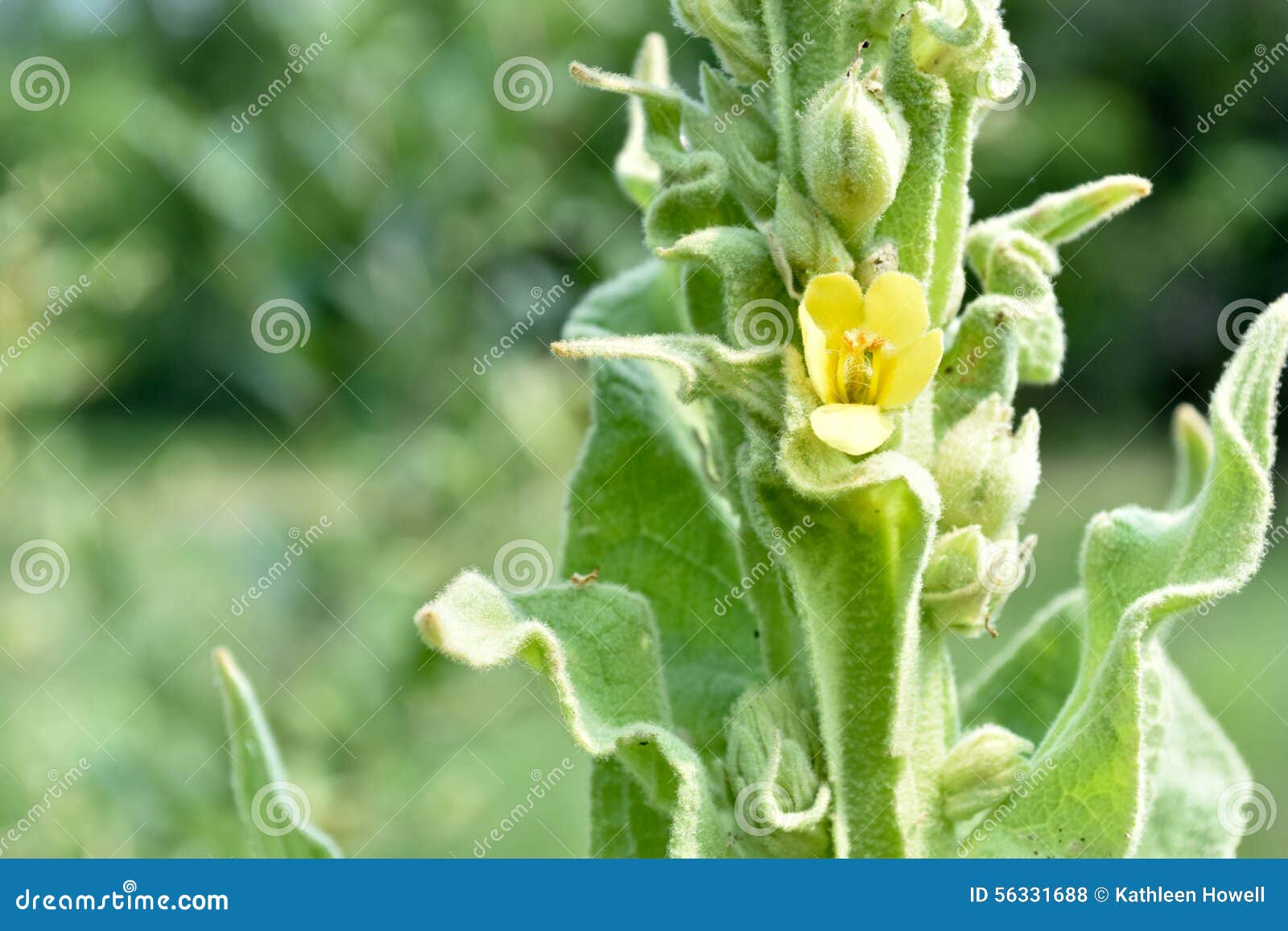 Yellow flower blossom stock photo. Image of field, fuzzy - 56331688