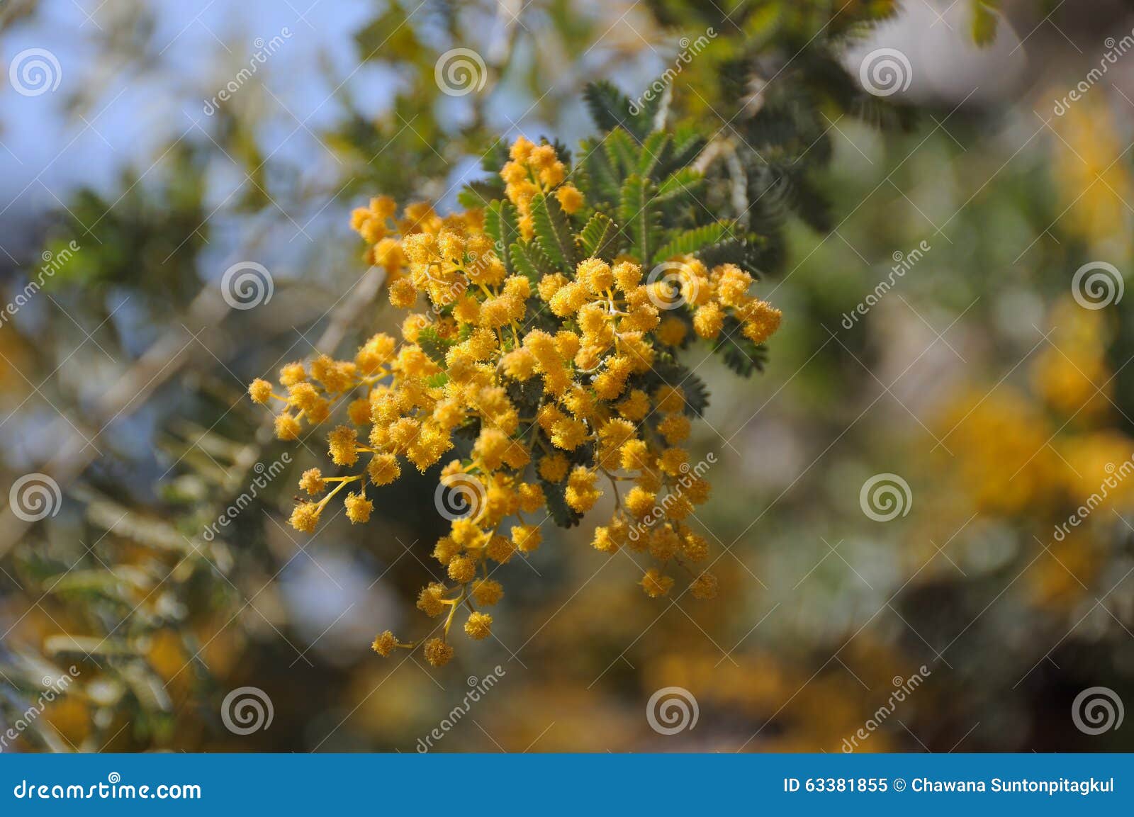 Yellow flower branch stock image. Image of flower, spring - 63381855