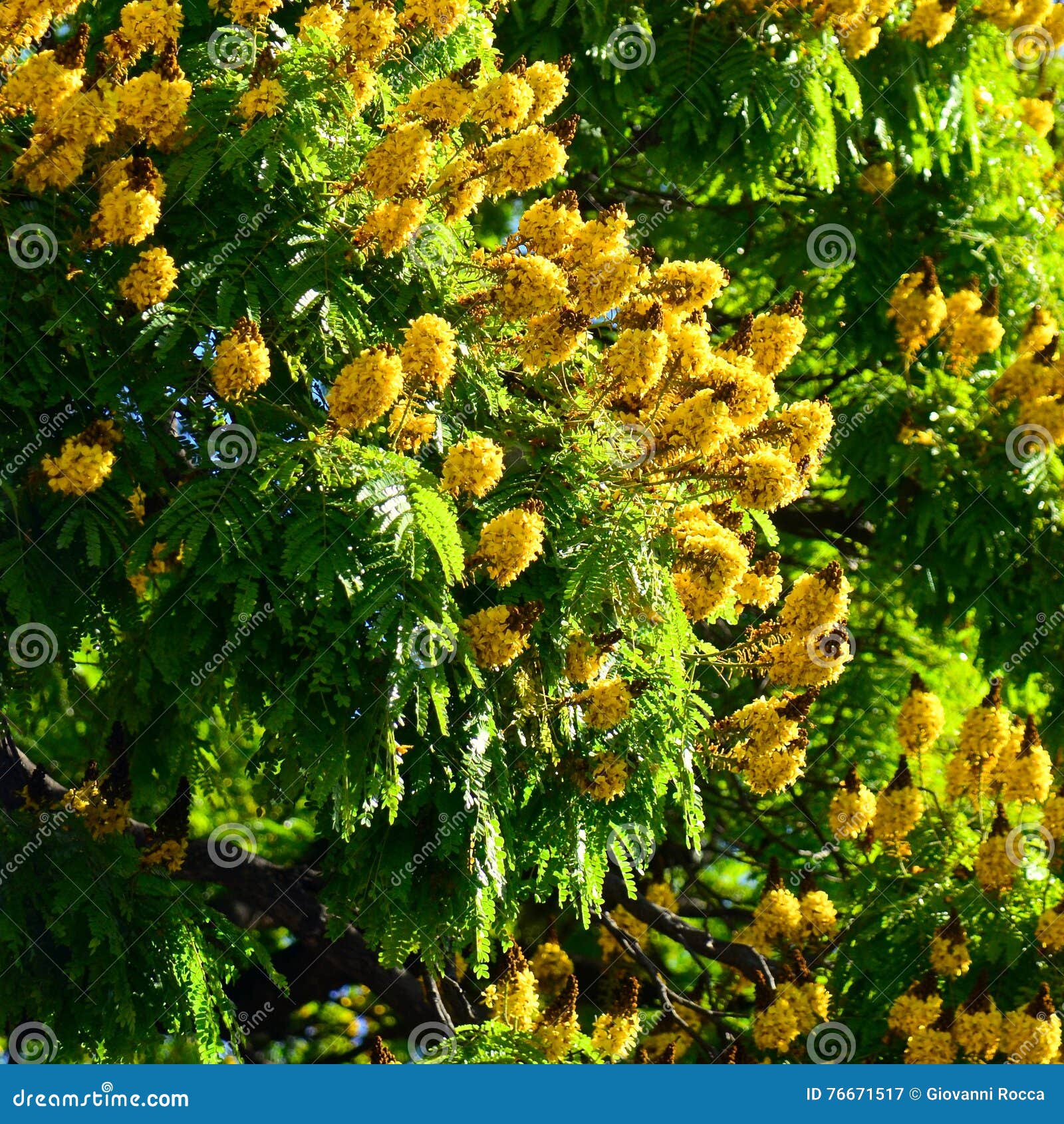 Yellow flower stock image. Image of spring, brasil, brazilian - 76671517