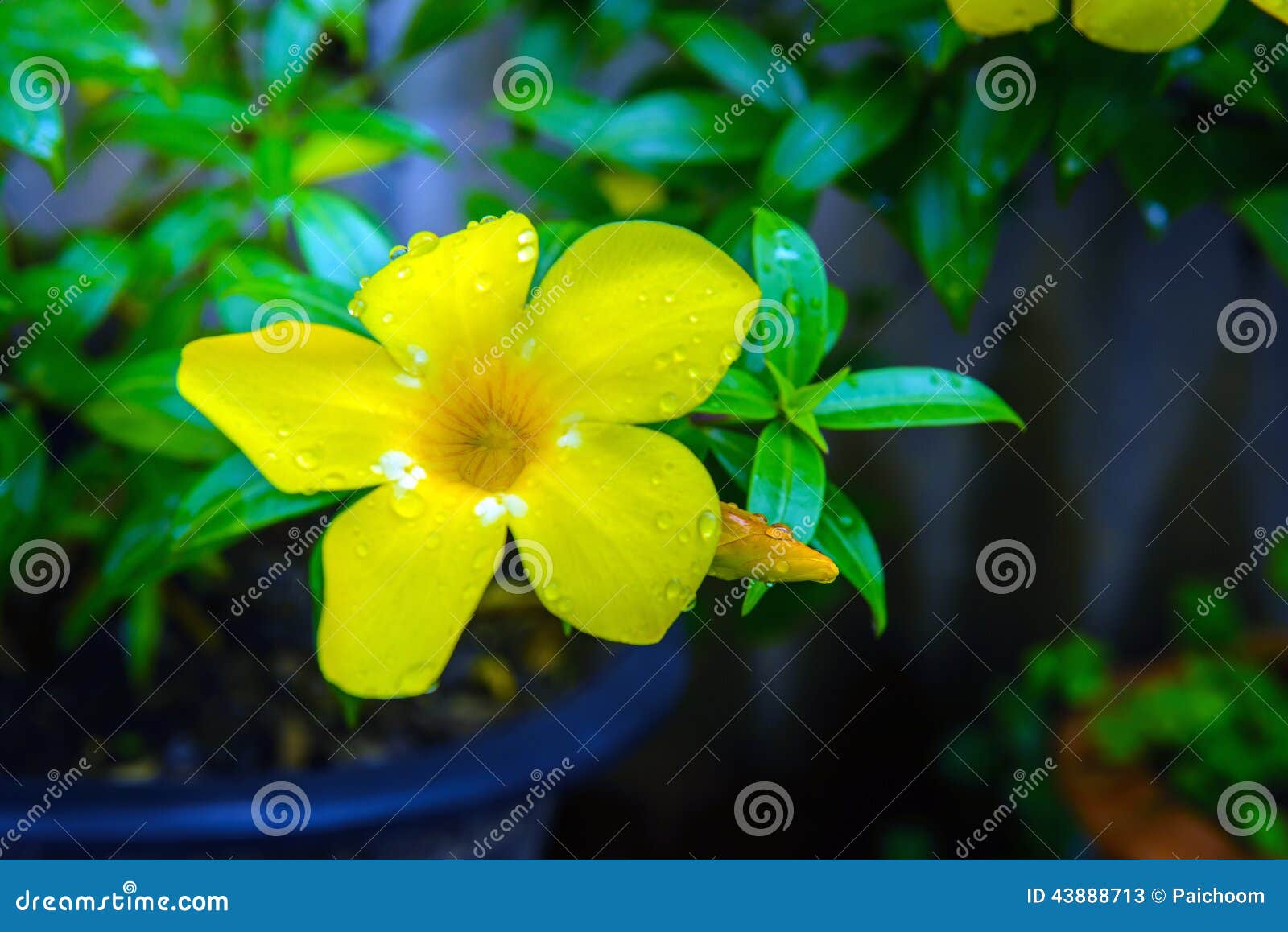 Yellow flower stock image. Image of allamanda, petals - 43888713