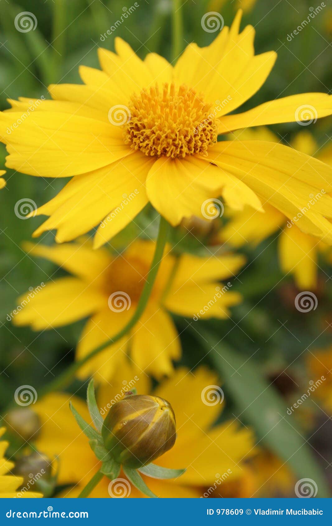 Yellow flower with bud stock image. Image of outdoor, fragrance - 978609