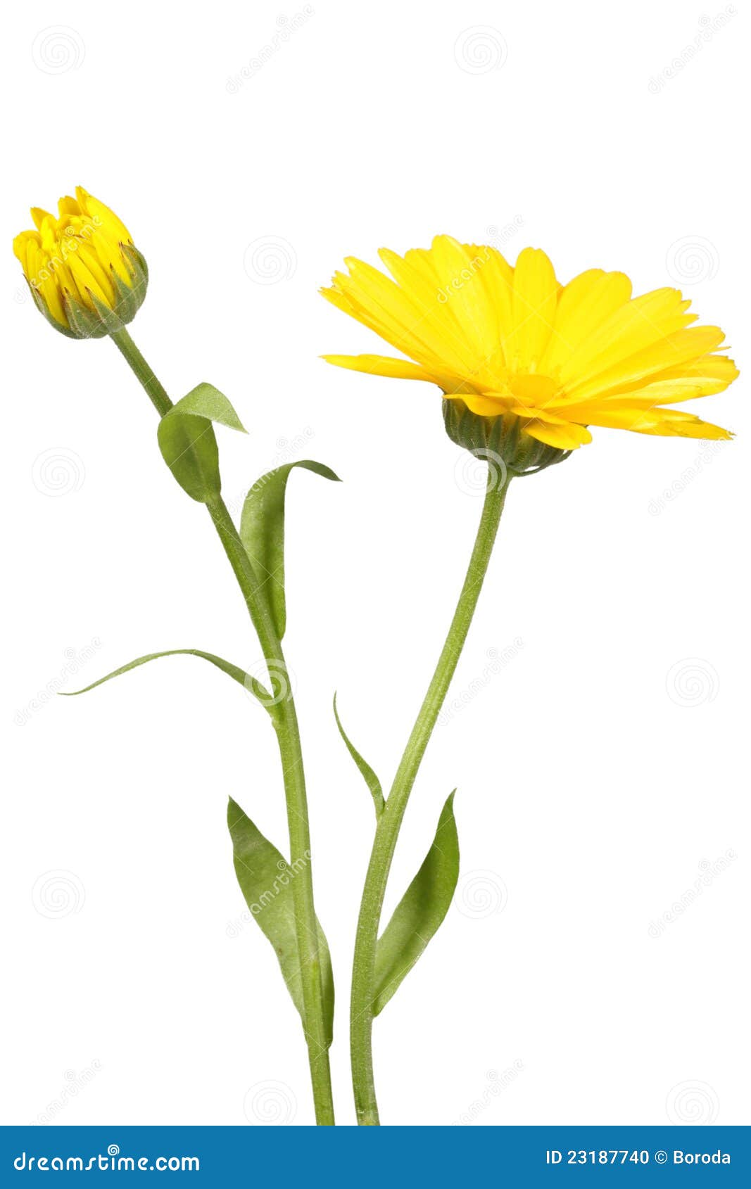 Yellow Flower and Bud of Calendula Stock Photo - Image of daisy ...