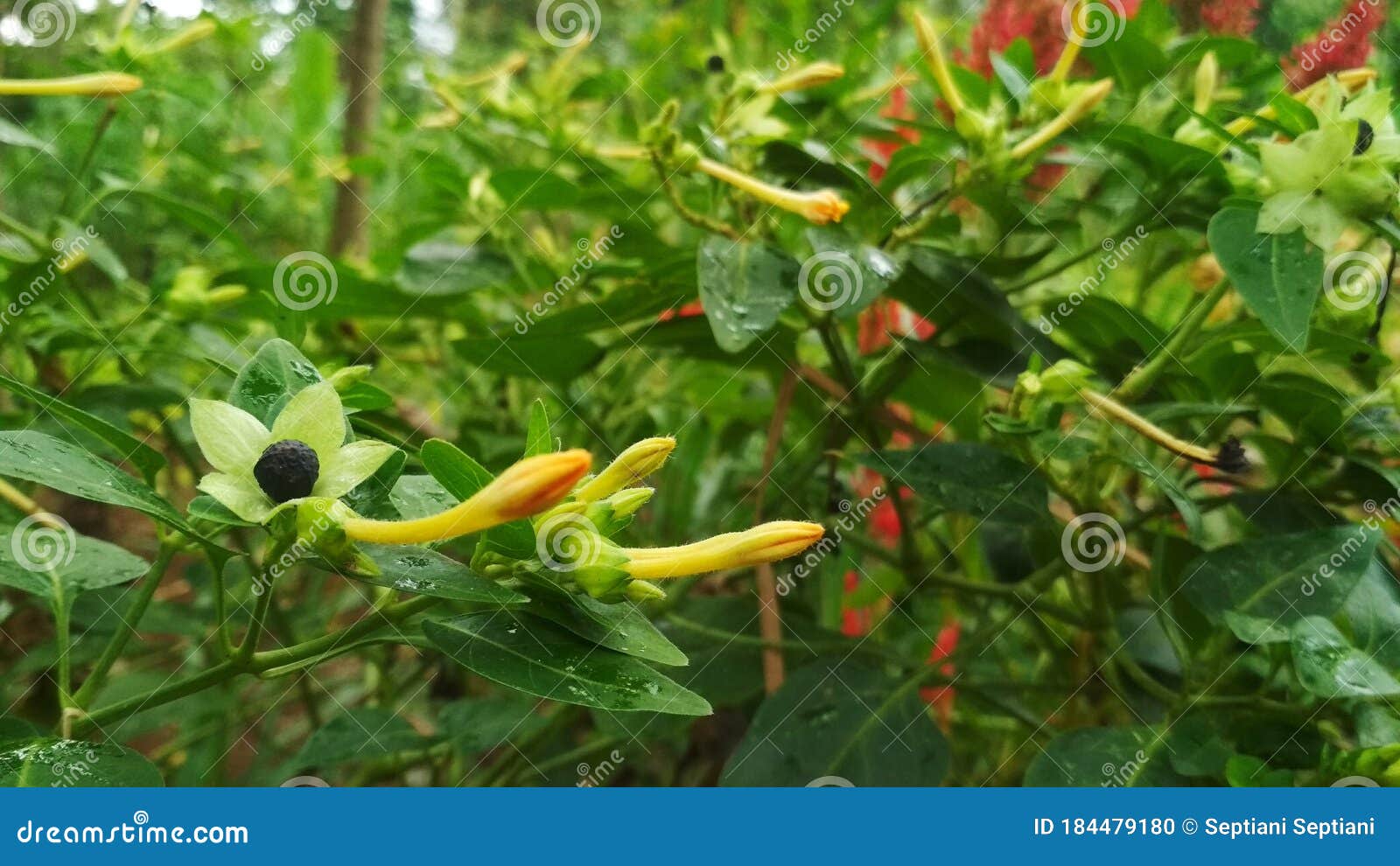Yellow flower buds stock photo. Image of flower, plant - 184479180