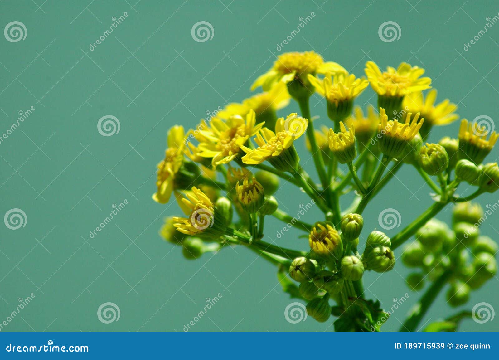 Yellow flower buds. stock image. Image of nature, buds - 189715939