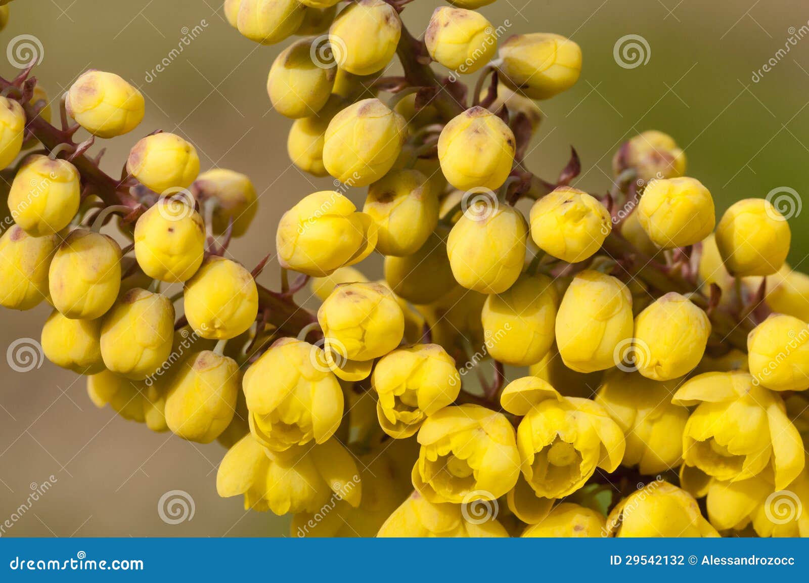 Yellow Flower Buds in Spring Stock Photo - Image of plant, flora: 29542132