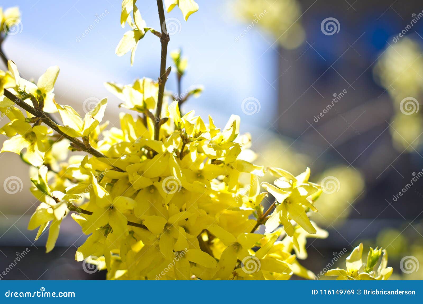 Yellow Flower Buds of the Trees Stock Image - Image of warm, time ...