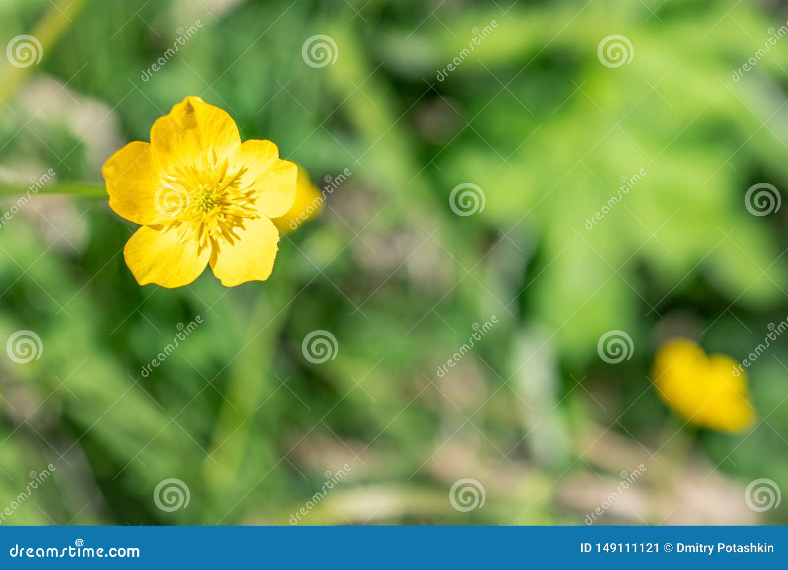 Yellow Flower of Buttercup Mountain Ranunculus Montanus Stock Image ...