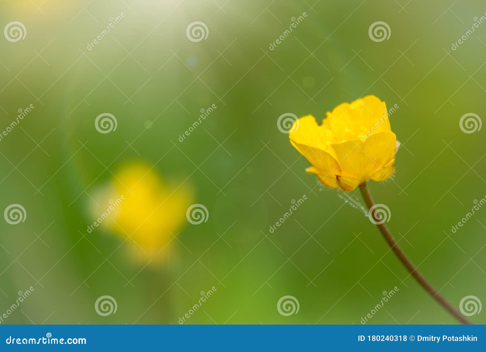 Yellow Flower of Buttercup Mountain Ranunculus Montanus Stock Photo ...