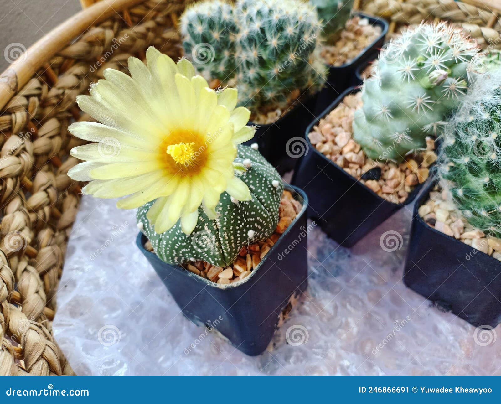 Cactas Asto Stock Photos - Free & Royalty-Free Stock Photos from Dreamstime