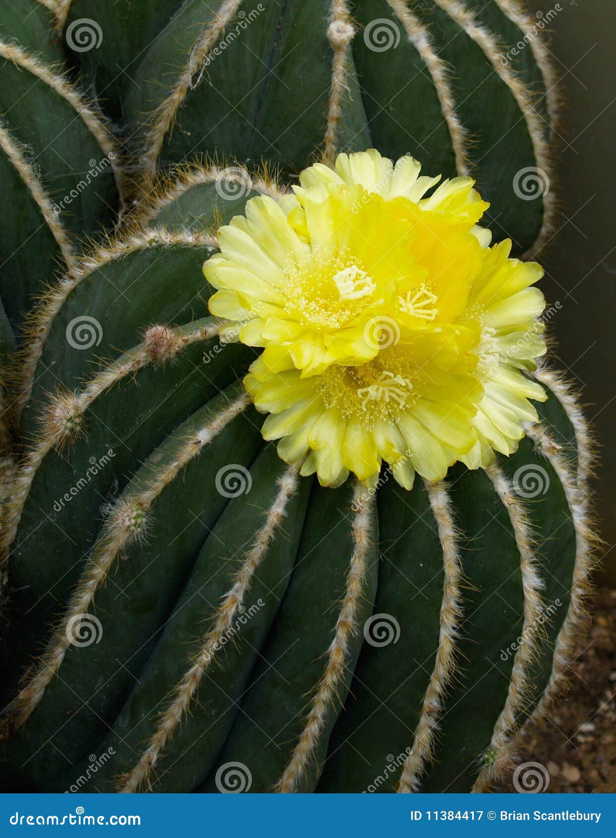 Yellow flower on cactus stock image. Image of sharp, closeup - 11384417