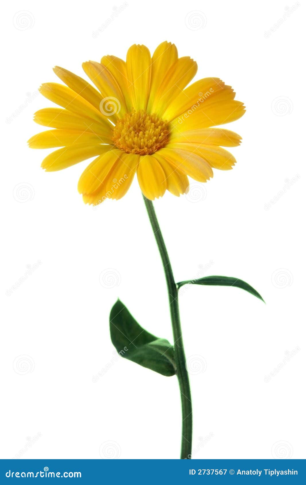 Flower Of Calendula On White Background. Royalty-Free Stock Photo ...