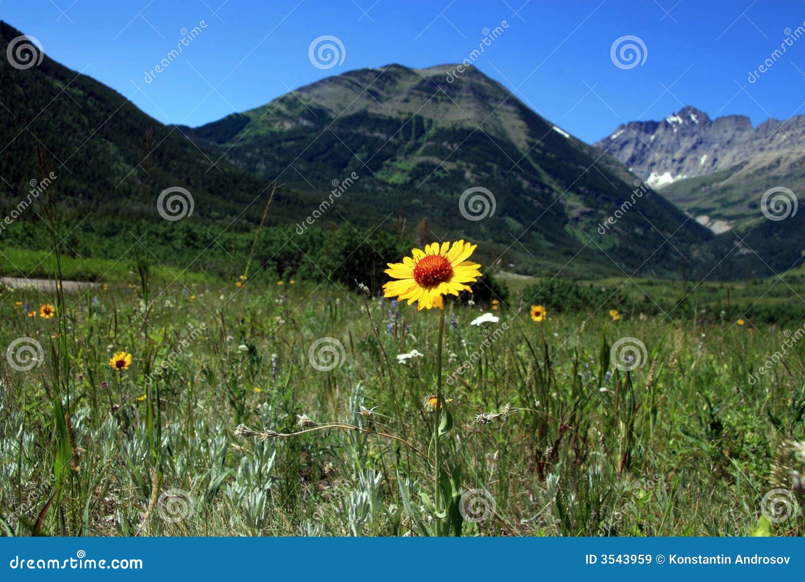 Yellow Flower in Canadian Rock Stock Image - Image of blossom, hiking ...