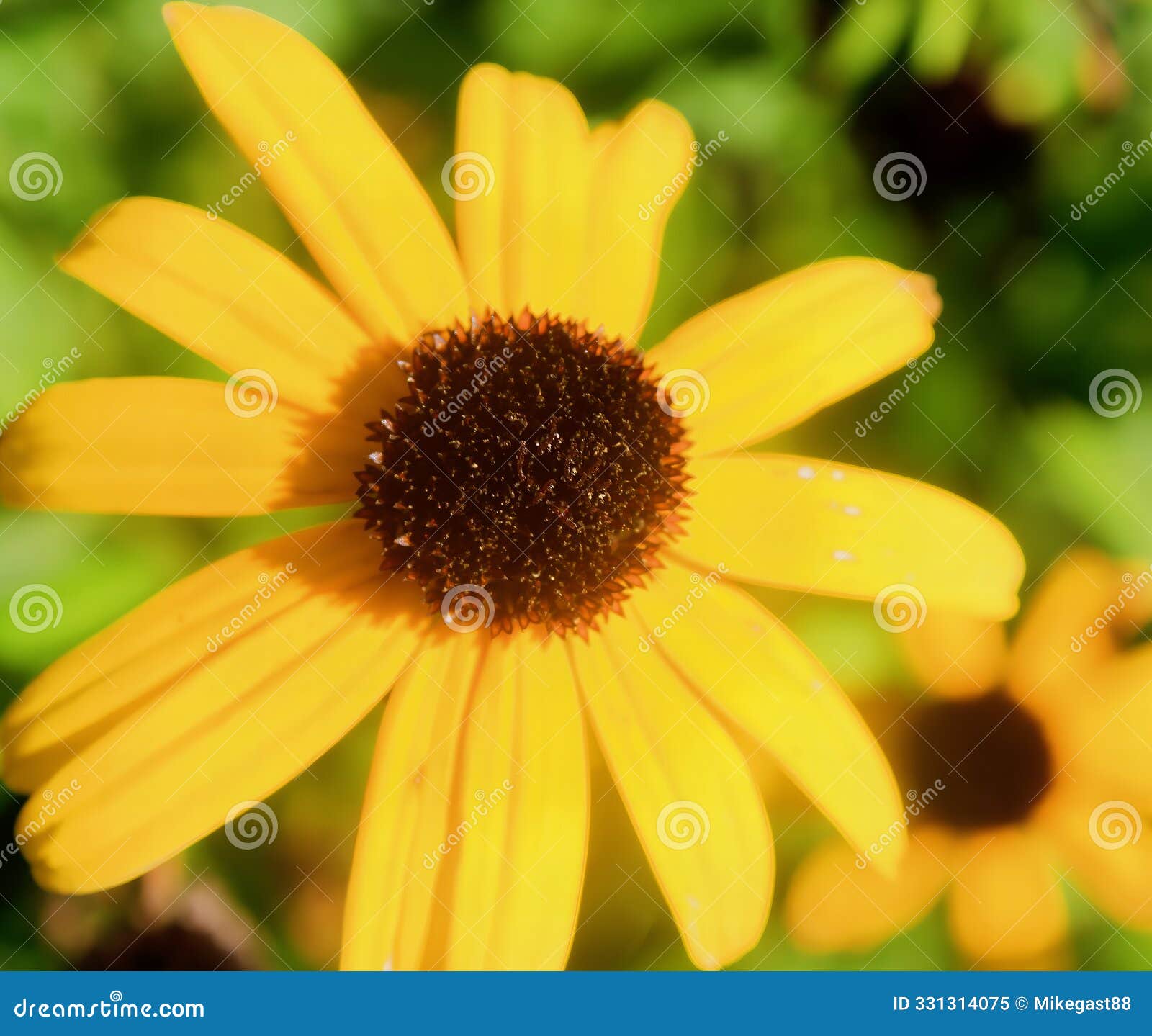 Yellow Flower Field stock image. Image of pollen, dslr - 331314075