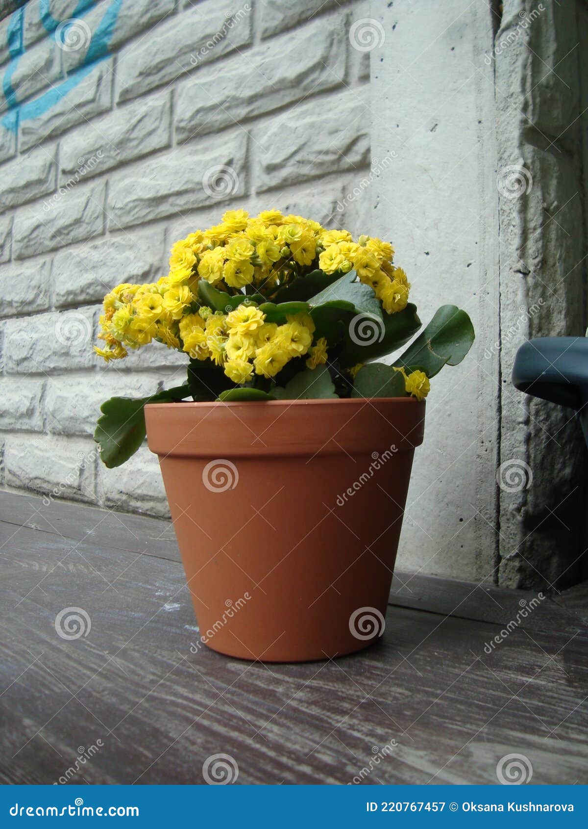 Bright Flower in a Pot on the Table Stock Image - Image of flowerpot ...