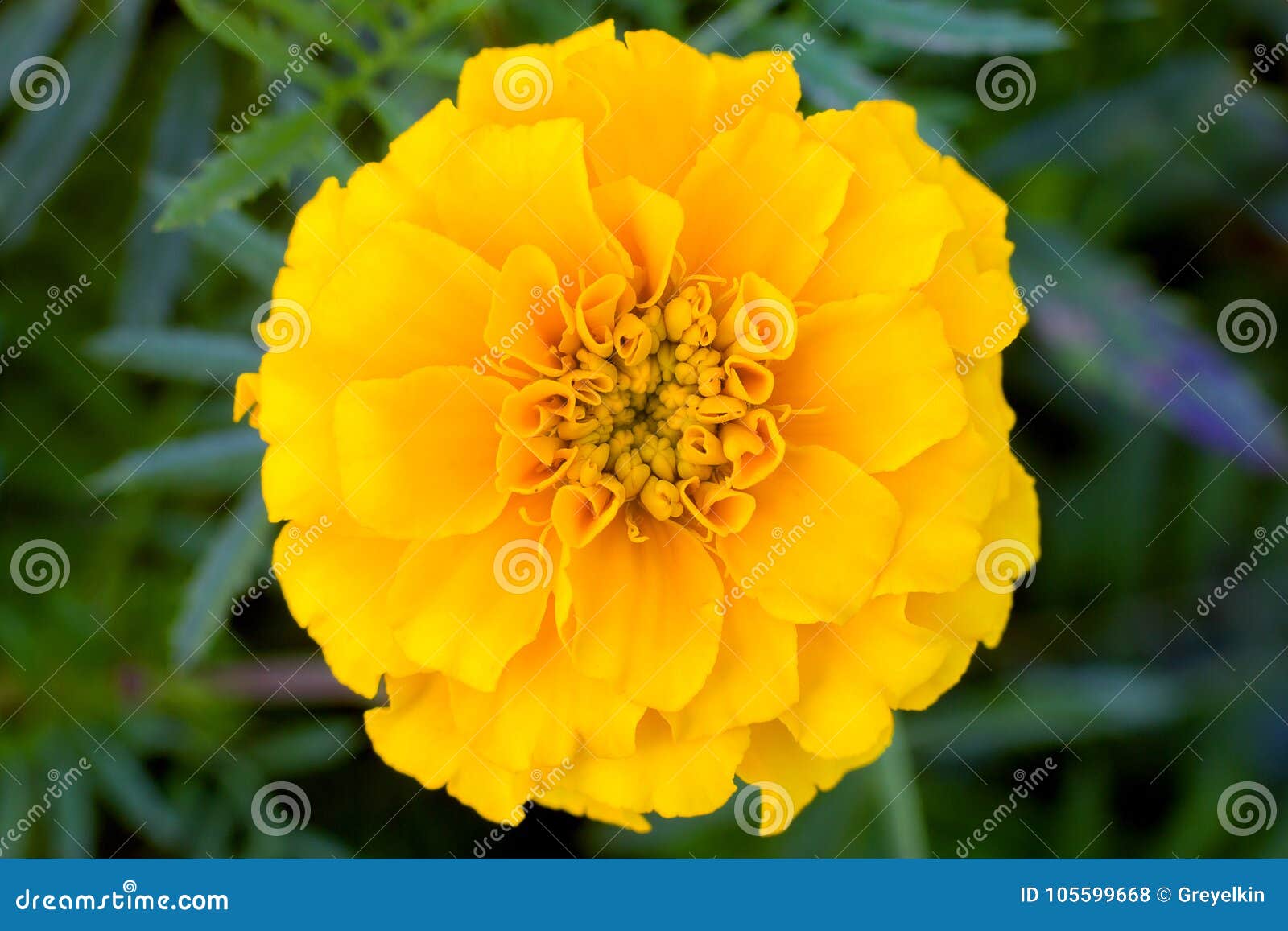 Yellow flower close-up stock photo. Image of daisy, season - 105599668