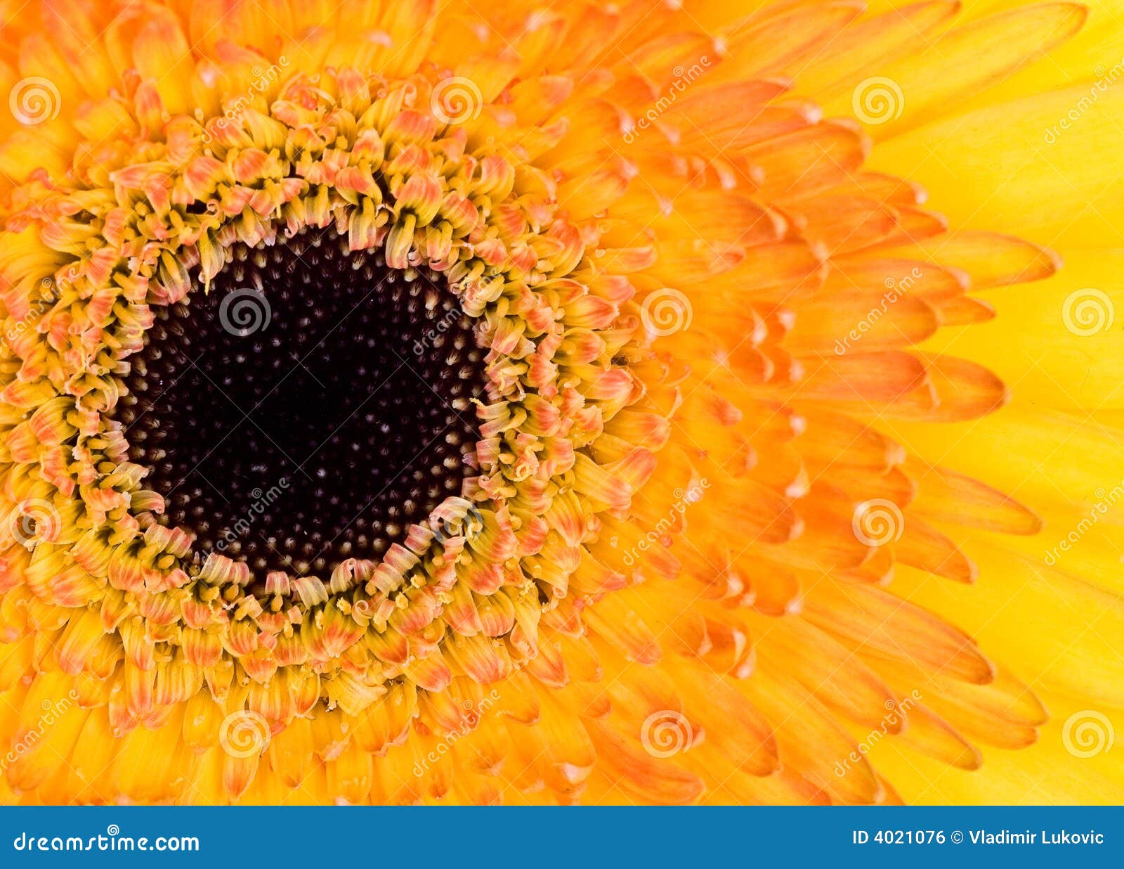 Yellow flower,close up stock photo. Image of blossom, blooms - 4021076