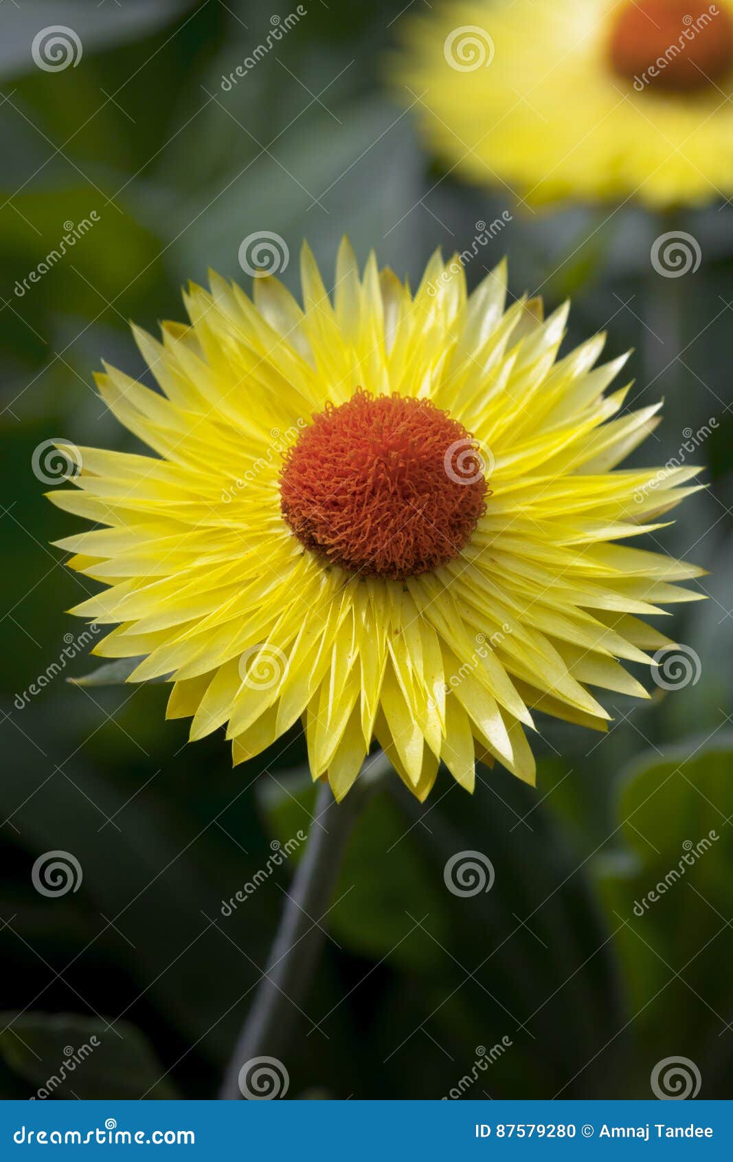 The Yellow Flower Close Up in the Garden Stock Photo - Image of green ...