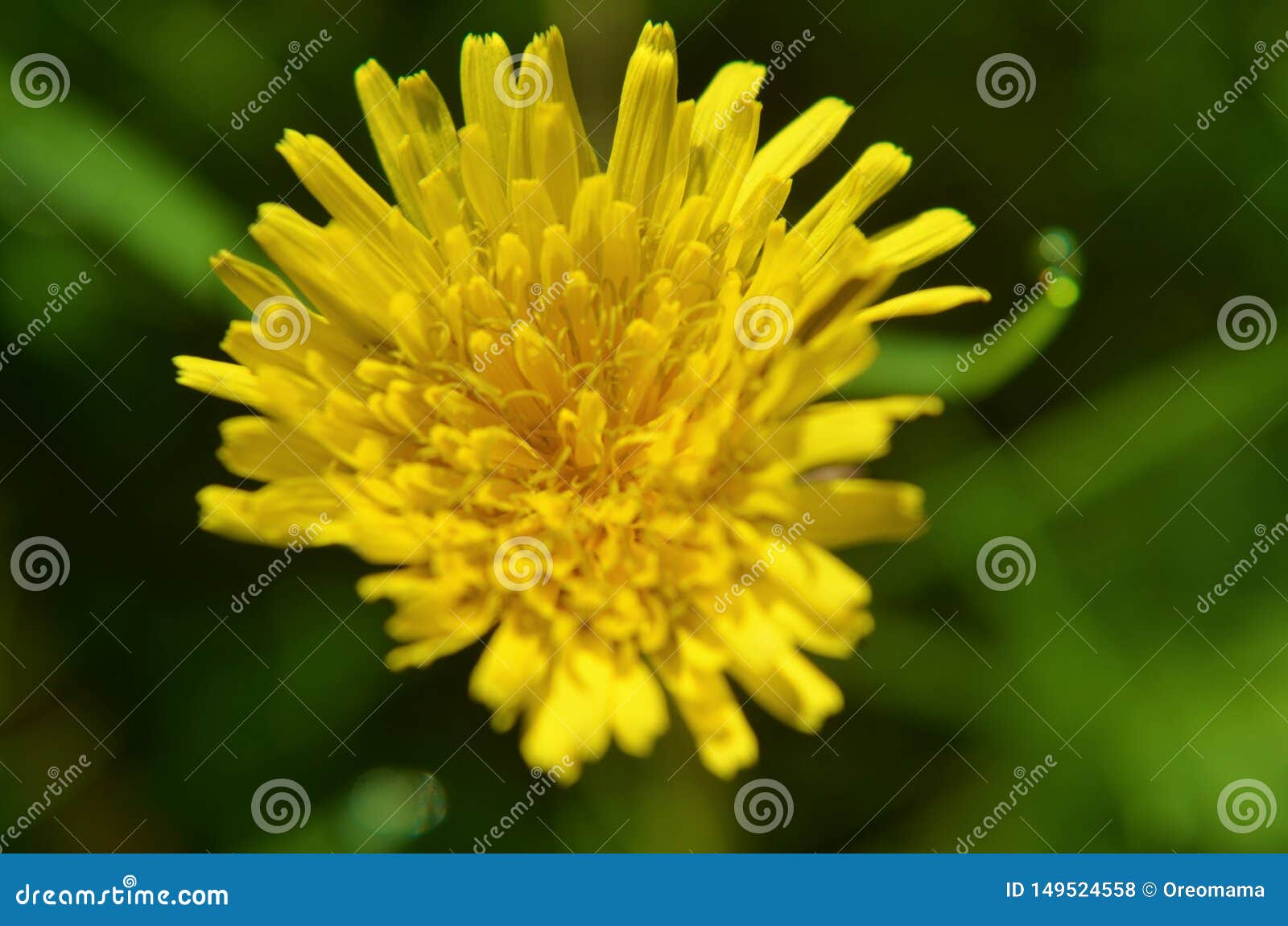 Yellow flower close up stock photo. Image of sunny, petal - 149524558