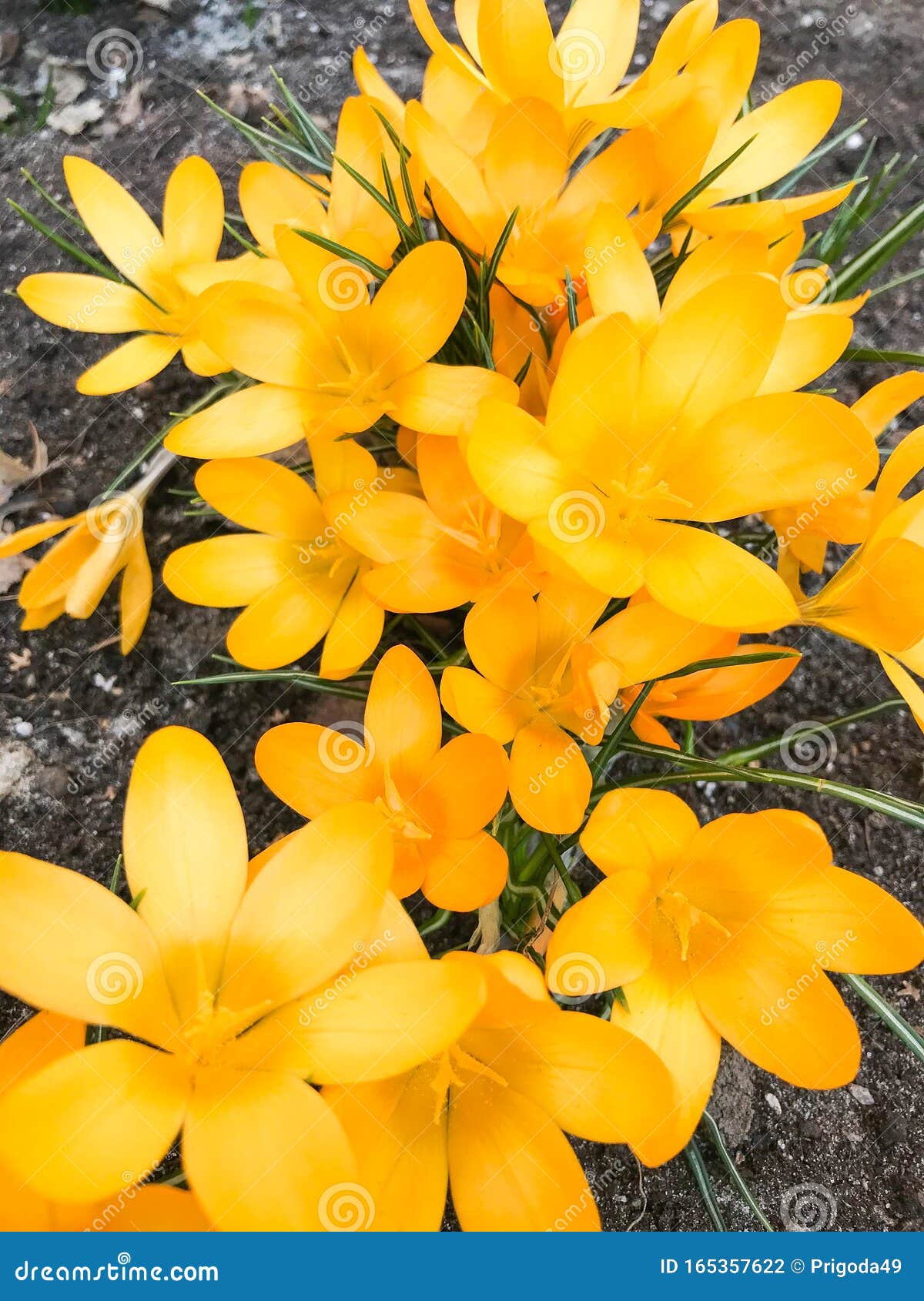 Yellow Flower Close Up with Very Smooth Surface of Each Leaf. Stock ...