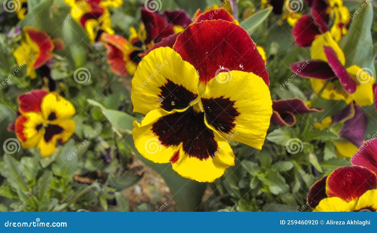 Yellow Flower Close-up View of Beautiful Yellow Flower in the Park in ...